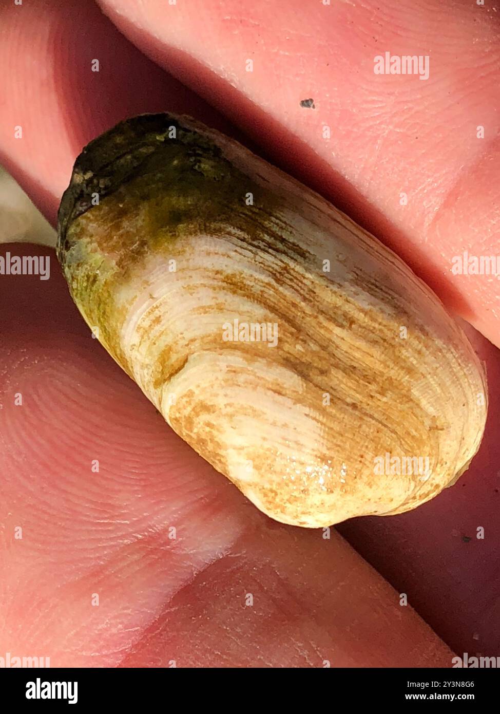 Hearty Petricola (Petricola carditoides) Mollusca Stock Photo - Alamy