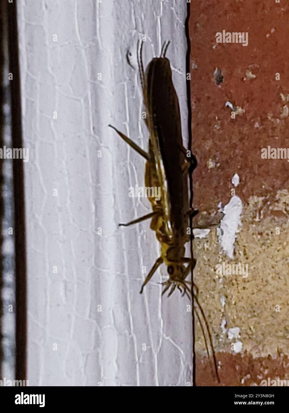 Common Stoneflies (Perlidae) Insecta Stock Photo - Alamy