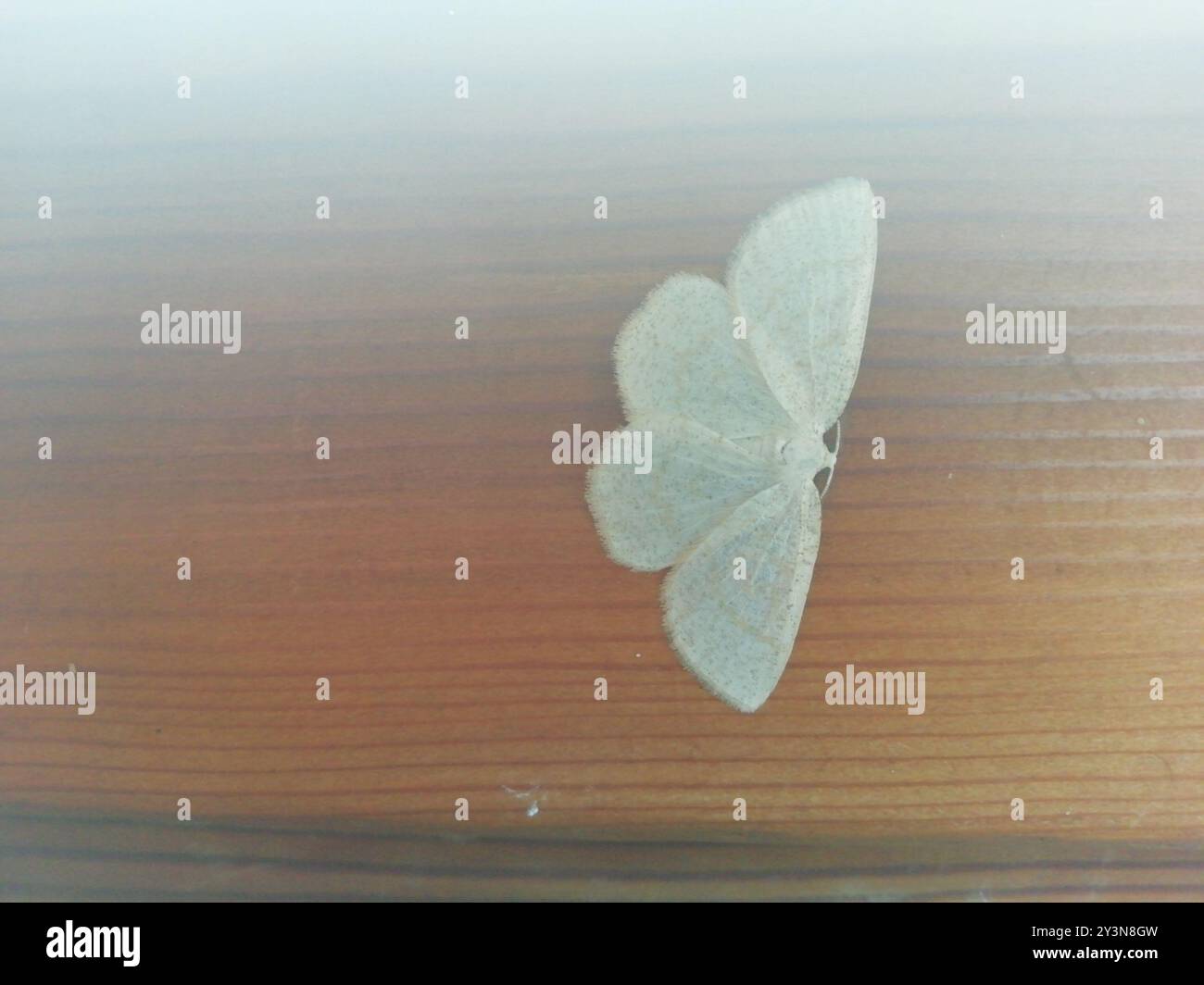 Northern Wave Moth (Cabera exanthemata) Insecta Stock Photo - Alamy