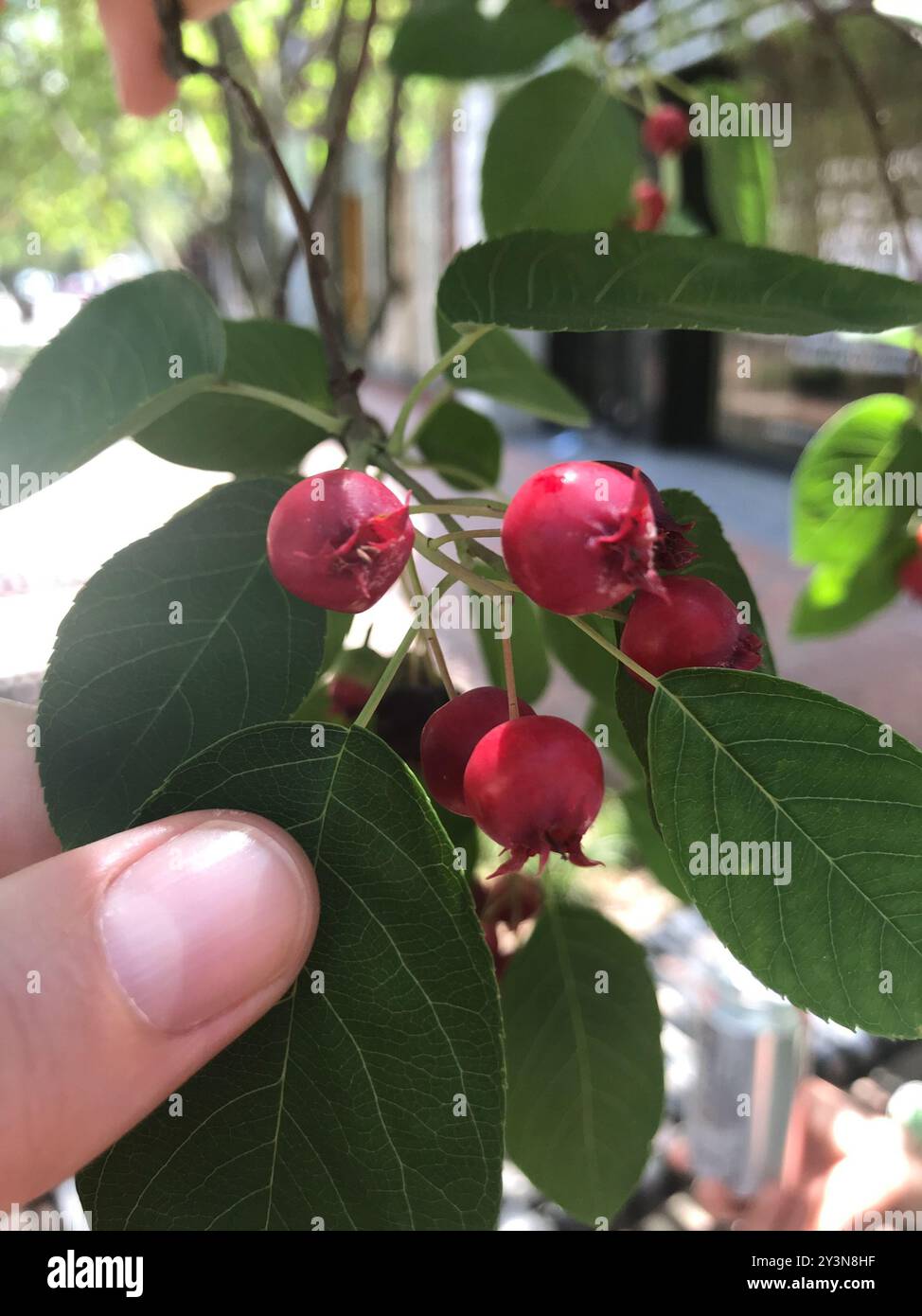 common serviceberry (Amelanchier arborea) Plantae Stock Photo - Alamy