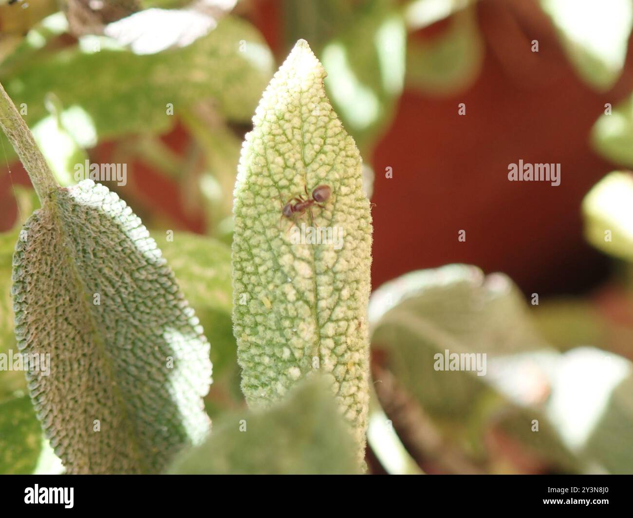 Citronella Ants, Fuzzy Ants, and Allies (Lasius) Insecta Stock Photo ...