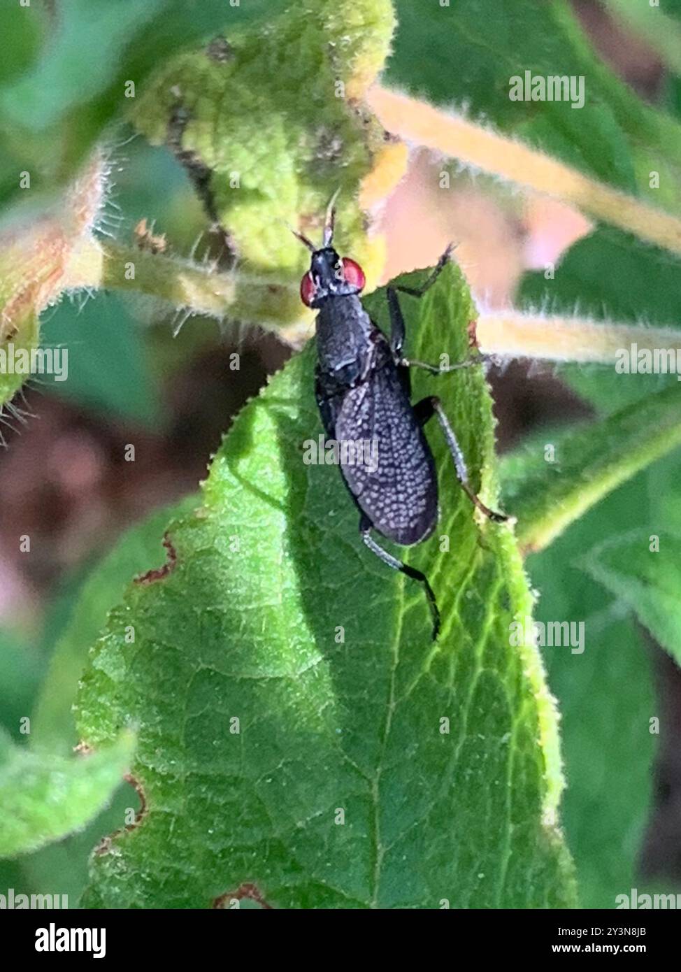 Sieve-winged Snailkiller (Coremacera marginata) Insecta Stock Photo - Alamy