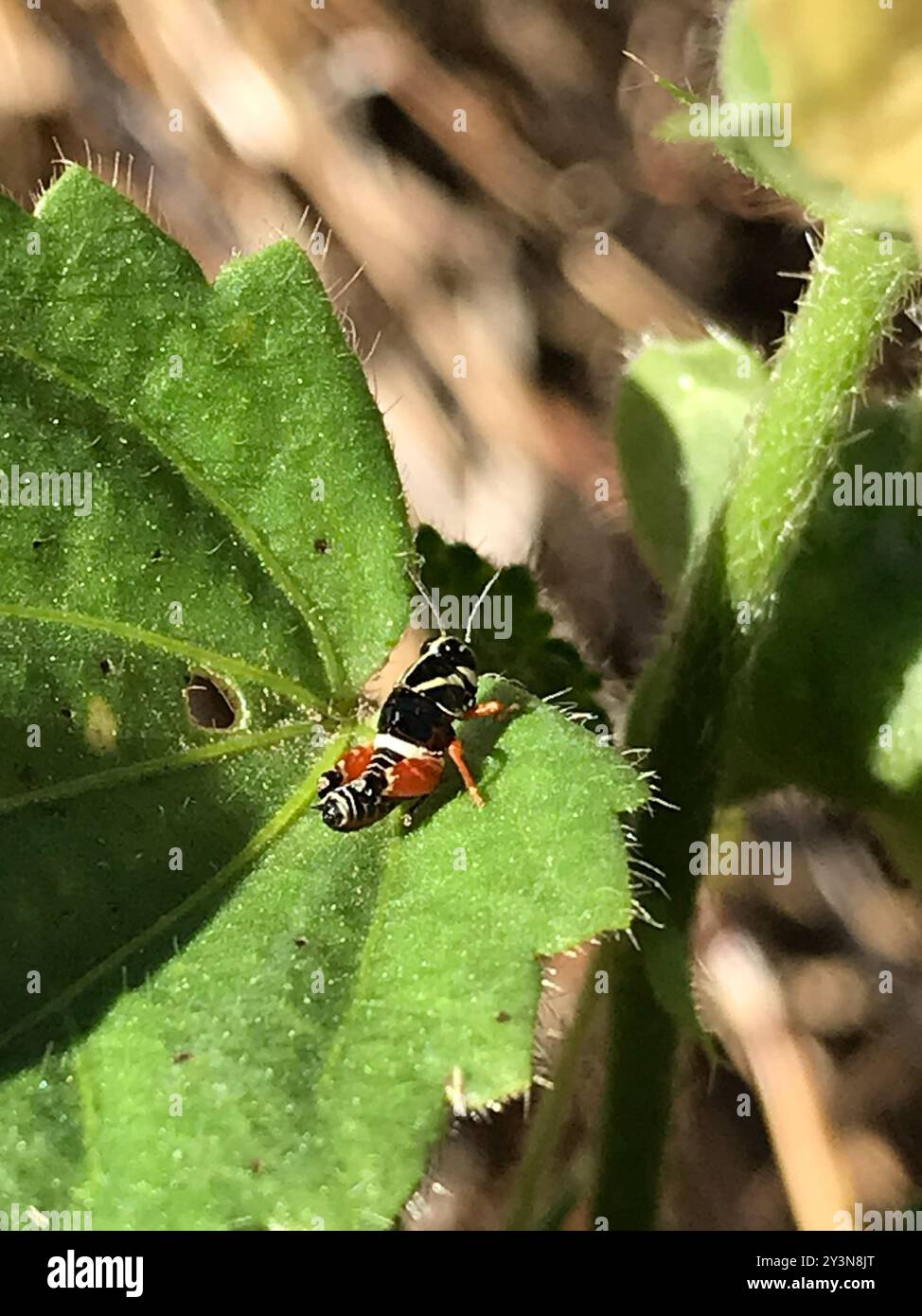 Aztec Spur-throated Grasshopper (Aidemona azteca) Insecta Stock Photo ...