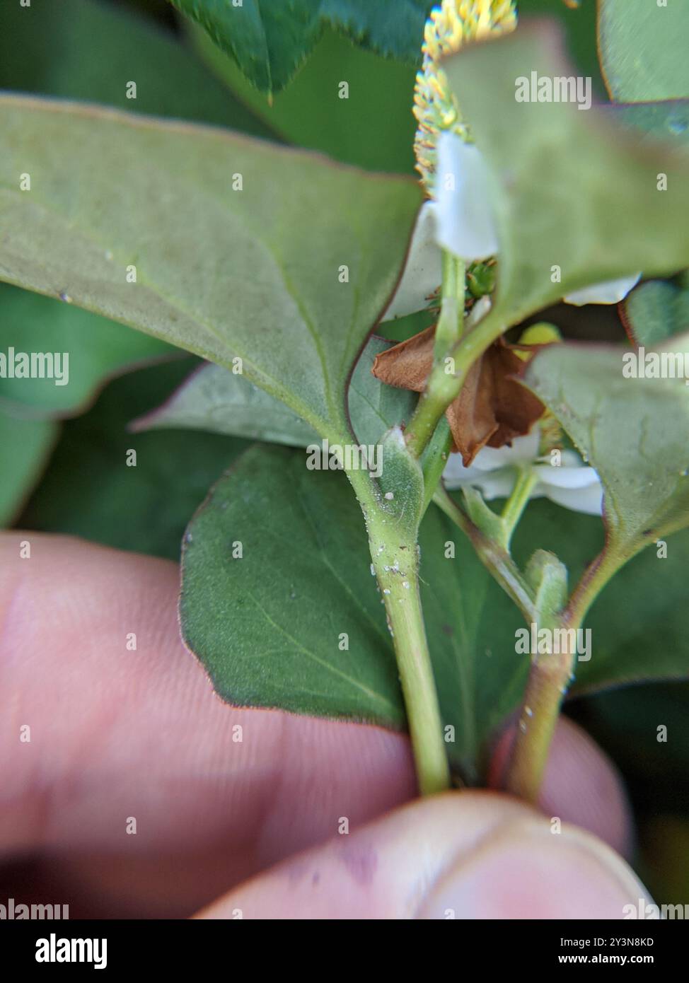 Chameleon Plant (Houttuynia cordata) Plantae Stock Photo - Alamy