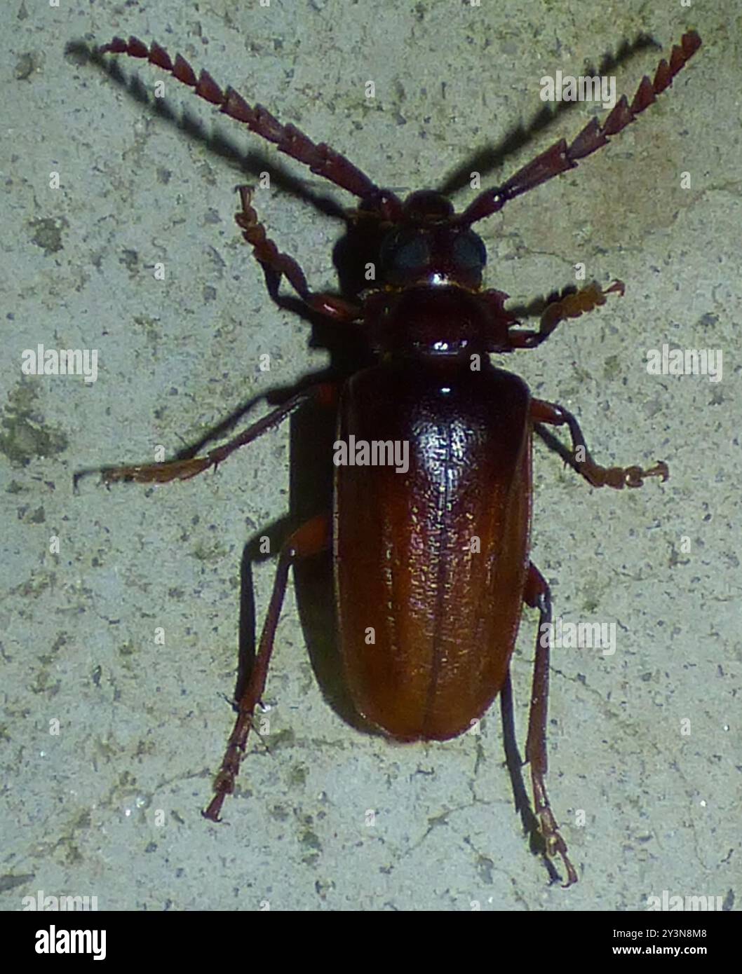 Tooth-necked Longhorn Beetle (Prionus pocularis) Insecta Stock Photo ...