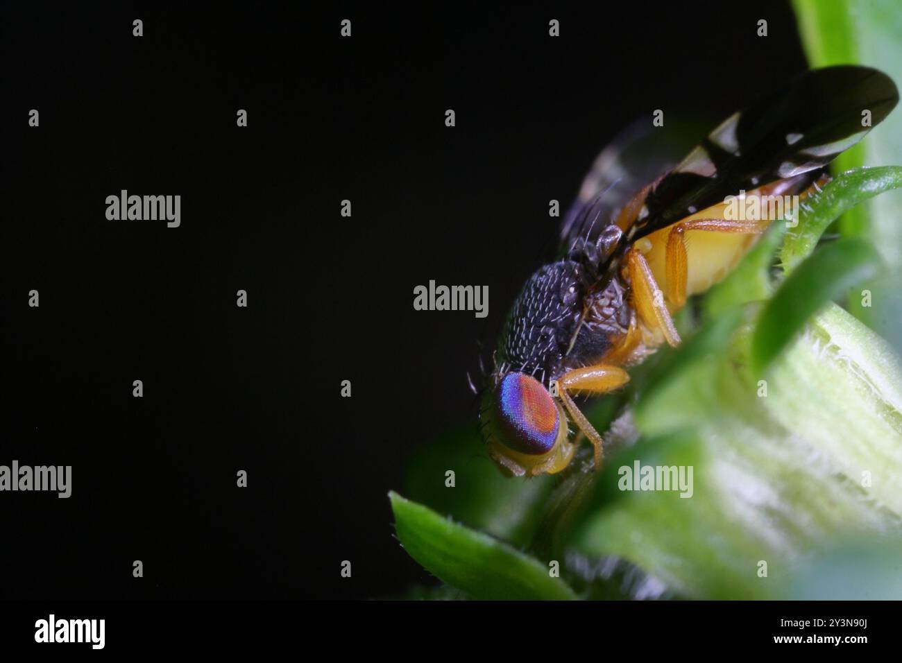 (Xanthaciura insecta) Insecta Stock Photo - Alamy