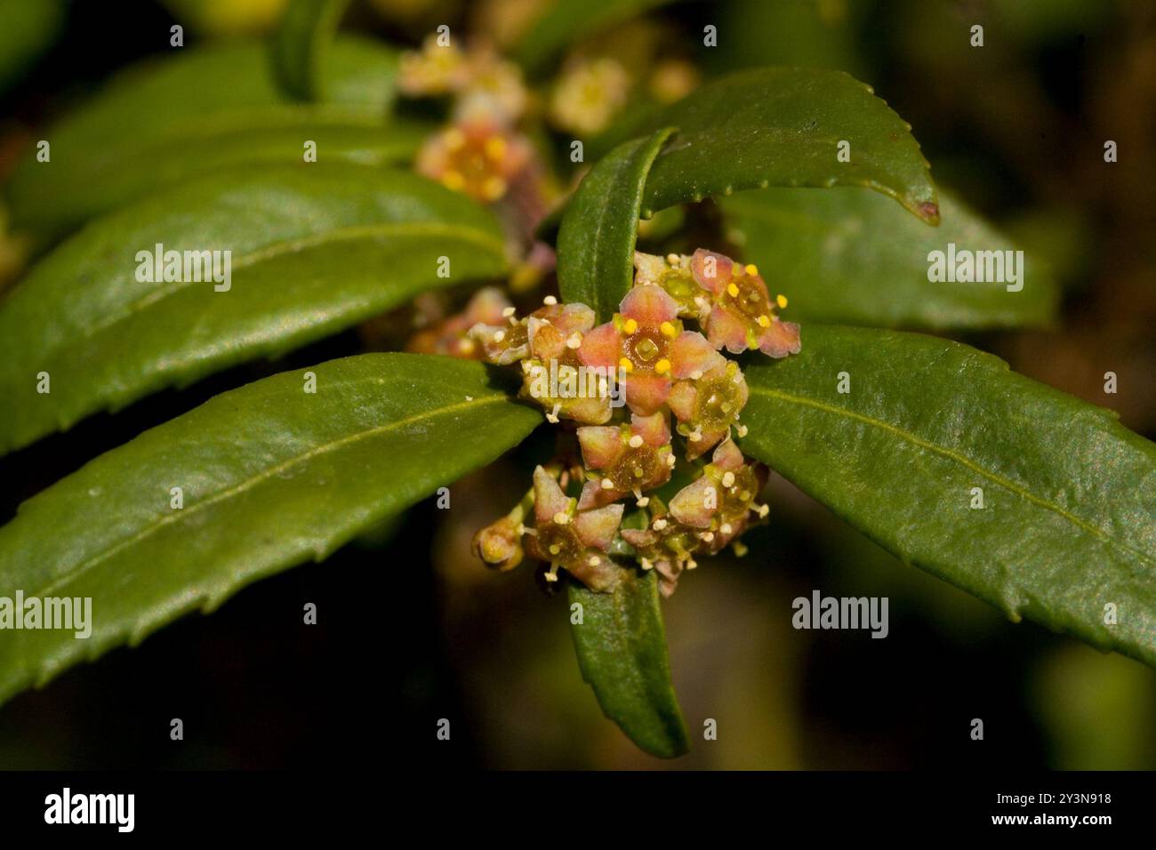 Oregon Boxwood (Paxistima myrsinites) Plantae Stock Photo - Alamy