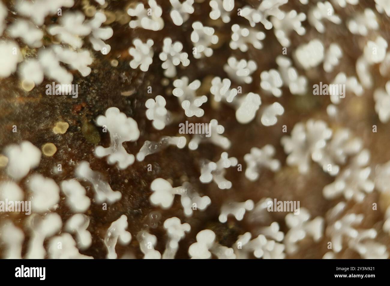 Honeycomb Coral Slime Mold (Ceratiomyxa fruticulosa) Protozoa Stock ...