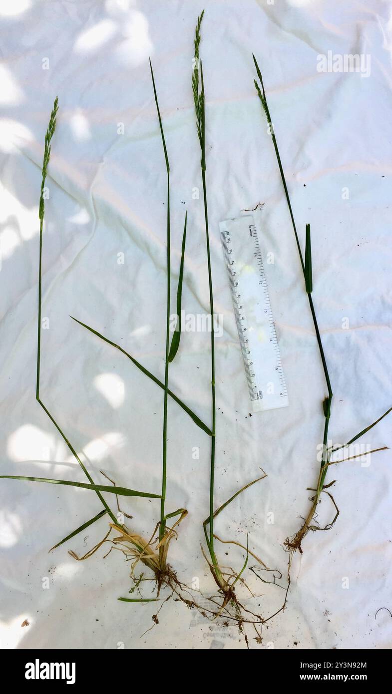 tall fescue (Lolium arundinaceum) Plantae Stock Photo - Alamy