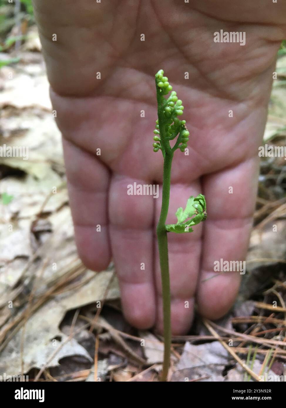 matricary grapefern (Botrychium matricariifolium) Plantae Stock Photo ...
