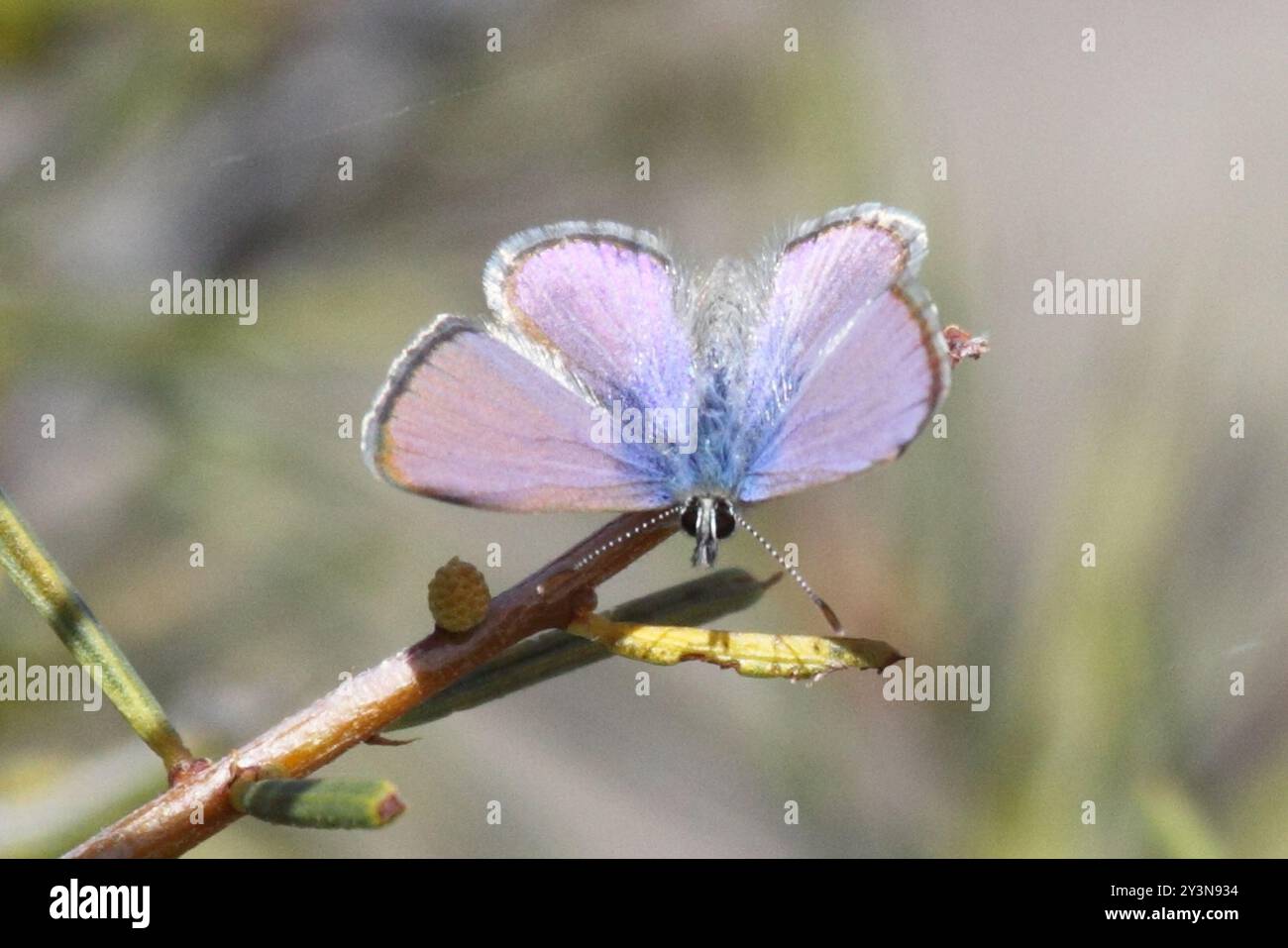Double-spotted Line Blue (Nacaduba biocellata) Insecta Stock Photo - Alamy