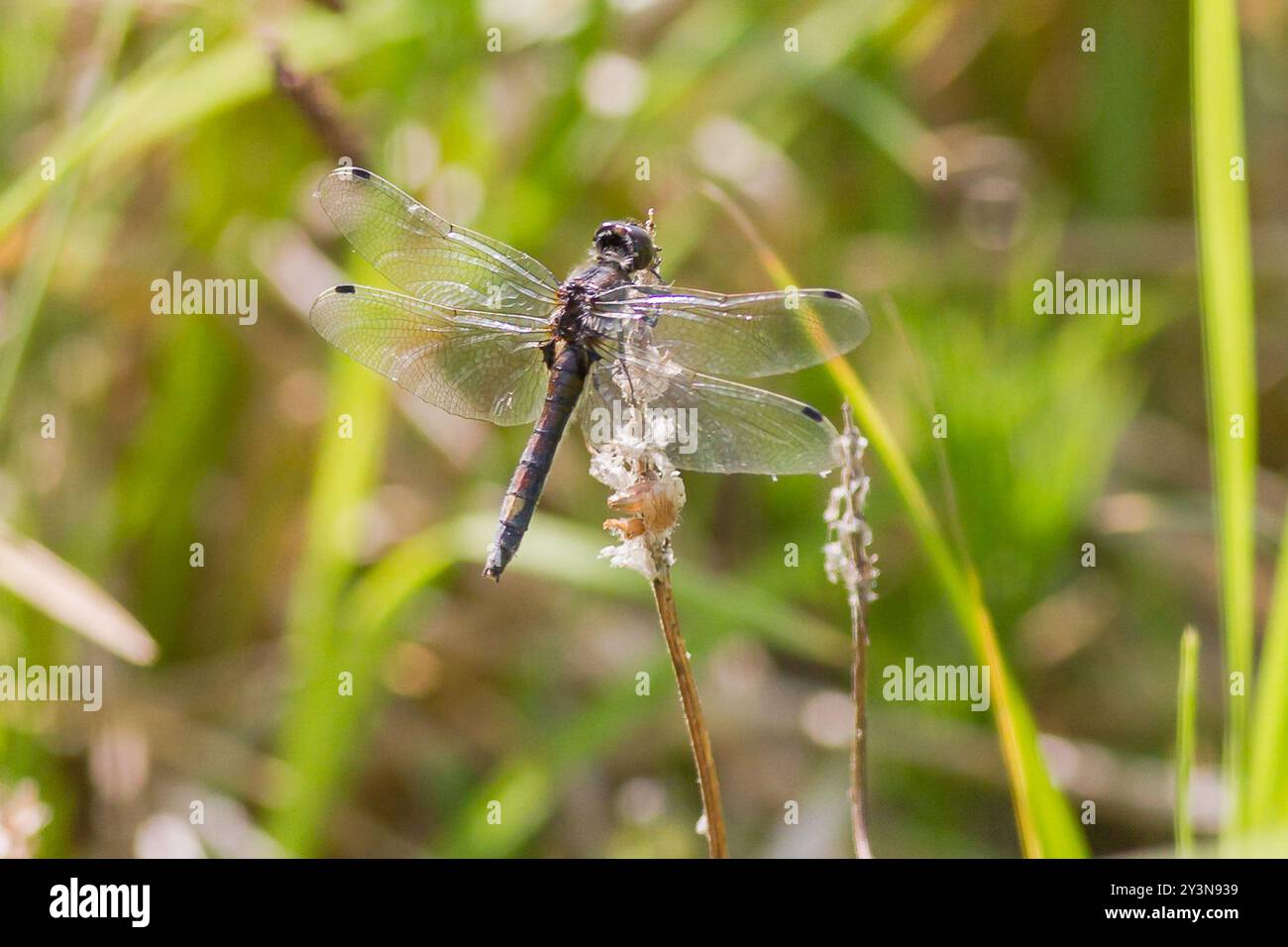 Large White-faced Darter (Leucorrhinia pectoralis) Insecta Stock Photo ...