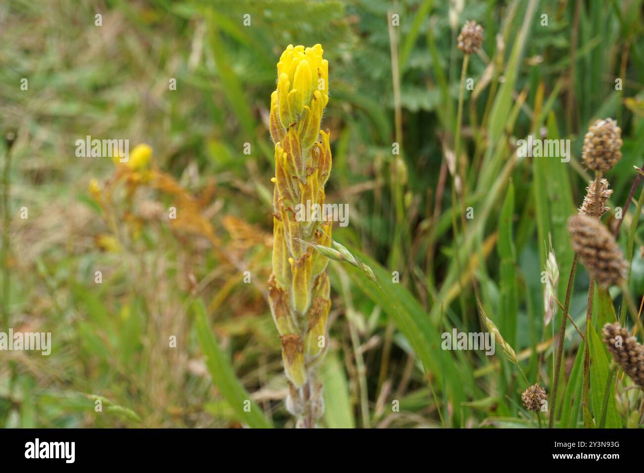 golden Indian paintbrush (Castilleja levisecta) Plantae Stock Photo - Alamy