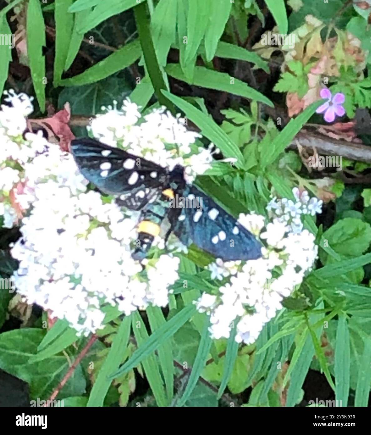Nine-spotted Moth (Amata phegea) Insecta Stock Photo - Alamy
