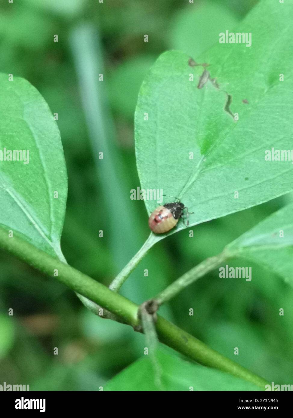 Stink Bugs, Shield Bugs, and Allies (Pentatomoidea) Insecta Stock Photo ...