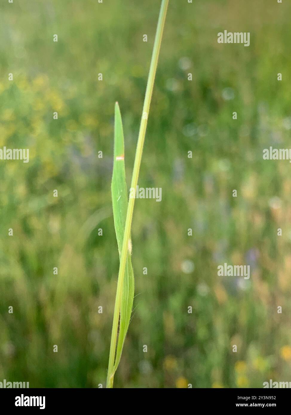 common soft brome (Bromus hordeaceus) Plantae Stock Photo - Alamy