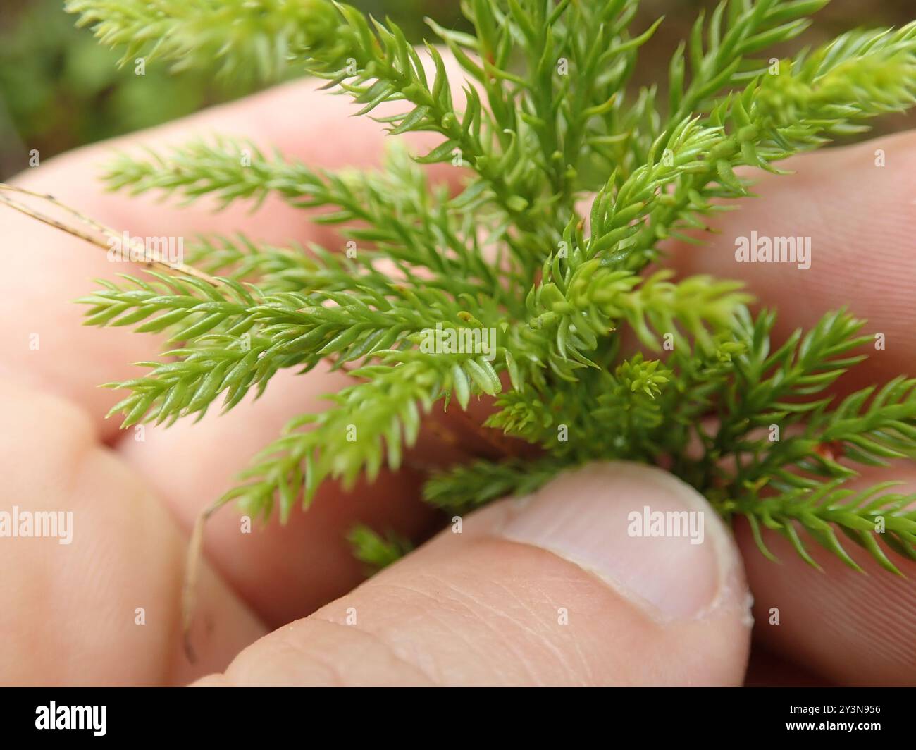 prickly tree-clubmoss (Dendrolycopodium dendroideum) Plantae Stock ...