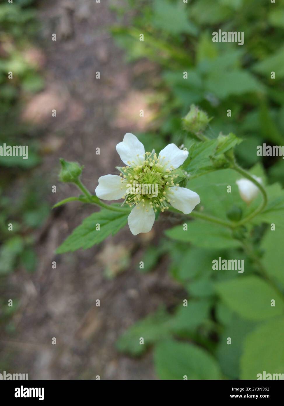 white avens (Geum canadense) Plantae Stock Photo - Alamy