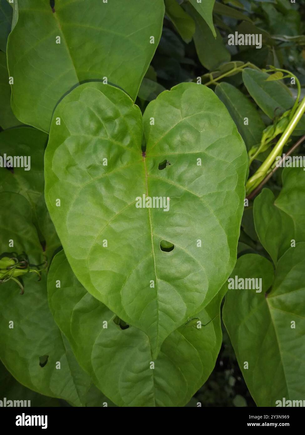 Moonflower (Ipomoea alba) Plantae Stock Photo - Alamy