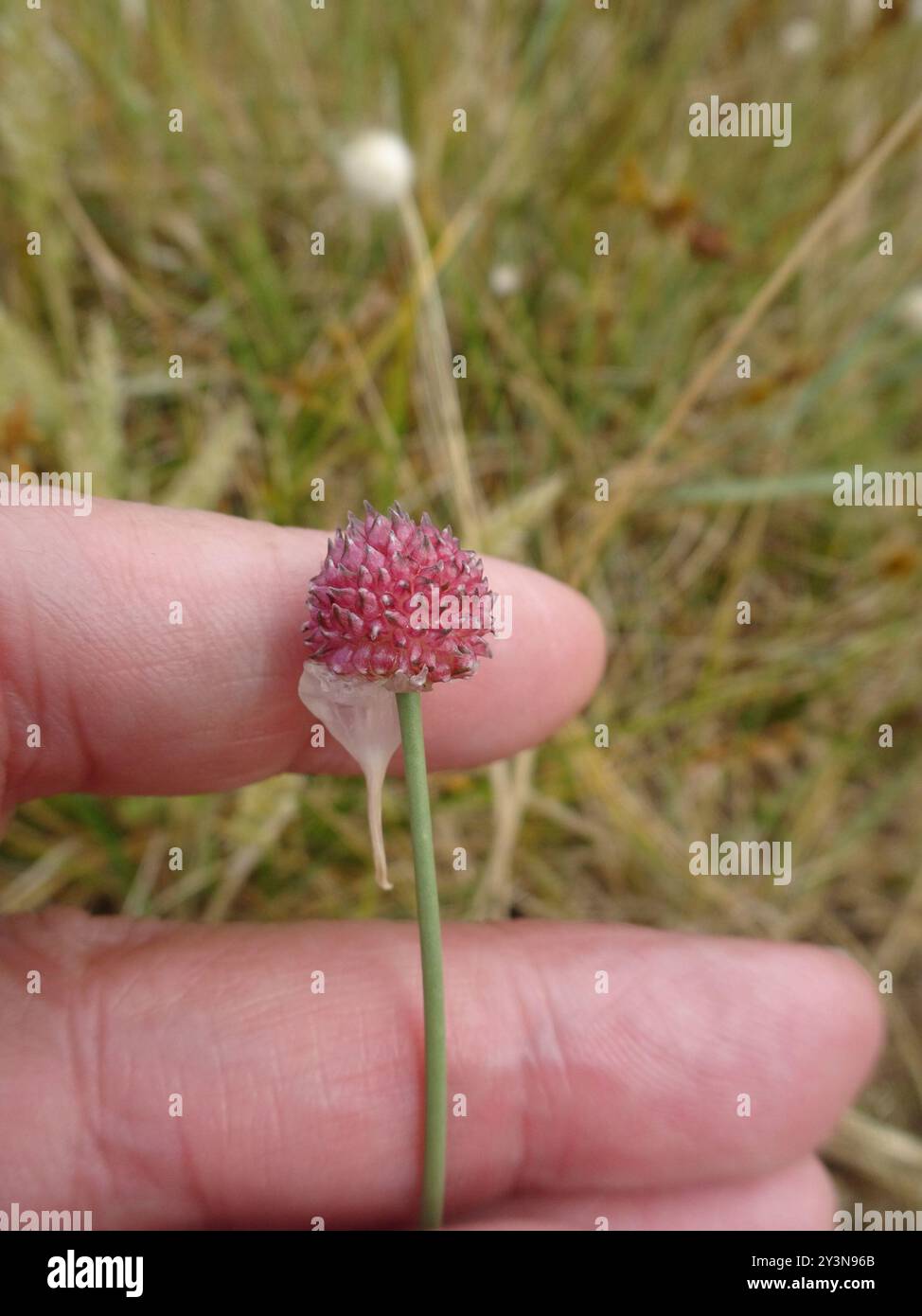 wild garlic (Allium vineale) Plantae Stock Photo - Alamy