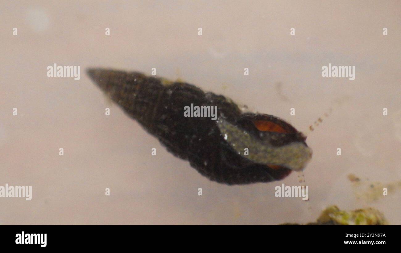 Brown Bittium (Bittiolum alternatum) Mollusca Stock Photo - Alamy