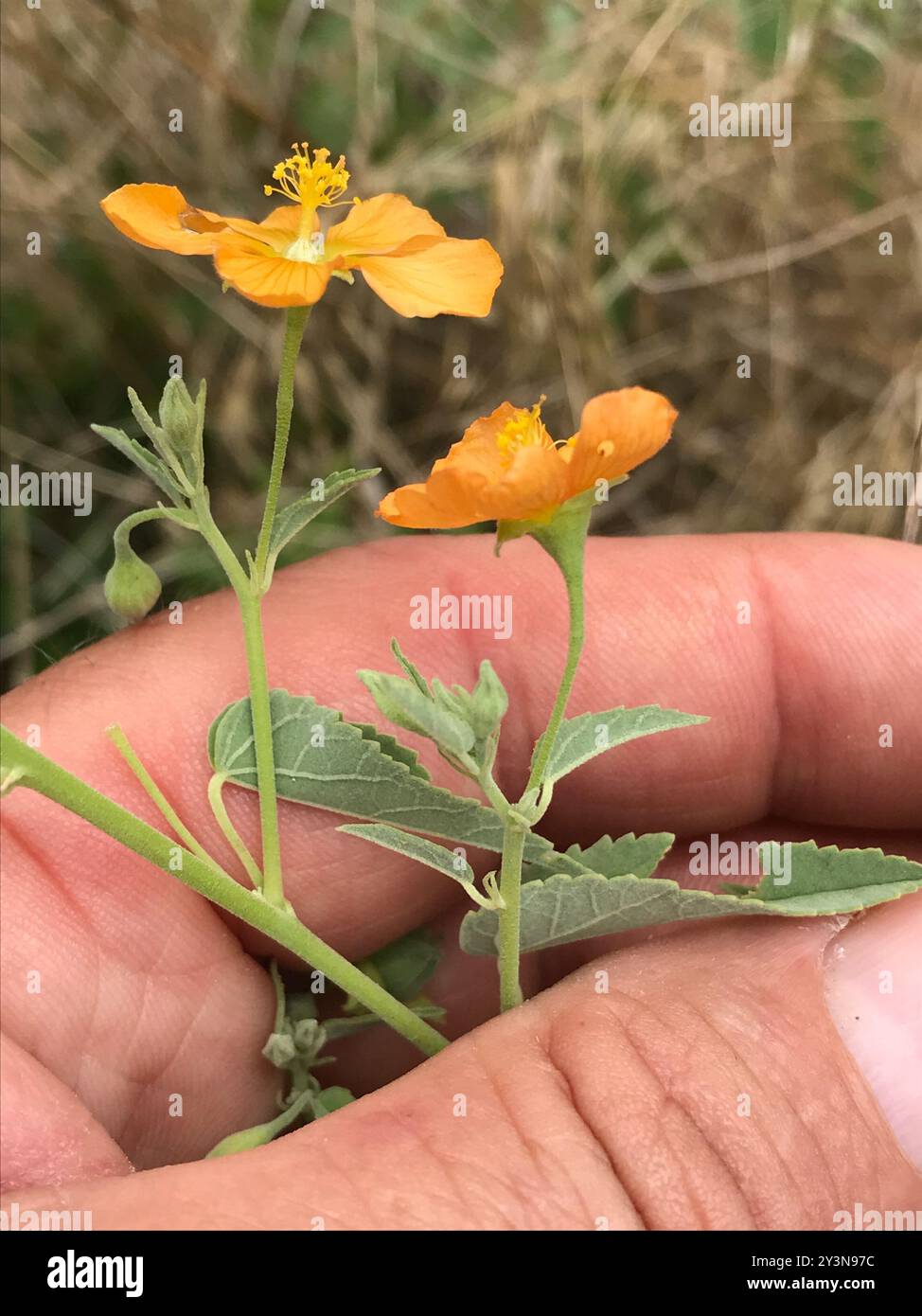 sweet Indian Mallow (Abutilon fruticosum) Plantae Stock Photo - Alamy