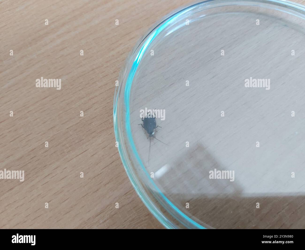 Forest Cockroach (Ectobius sylvestris) Insecta Stock Photo - Alamy