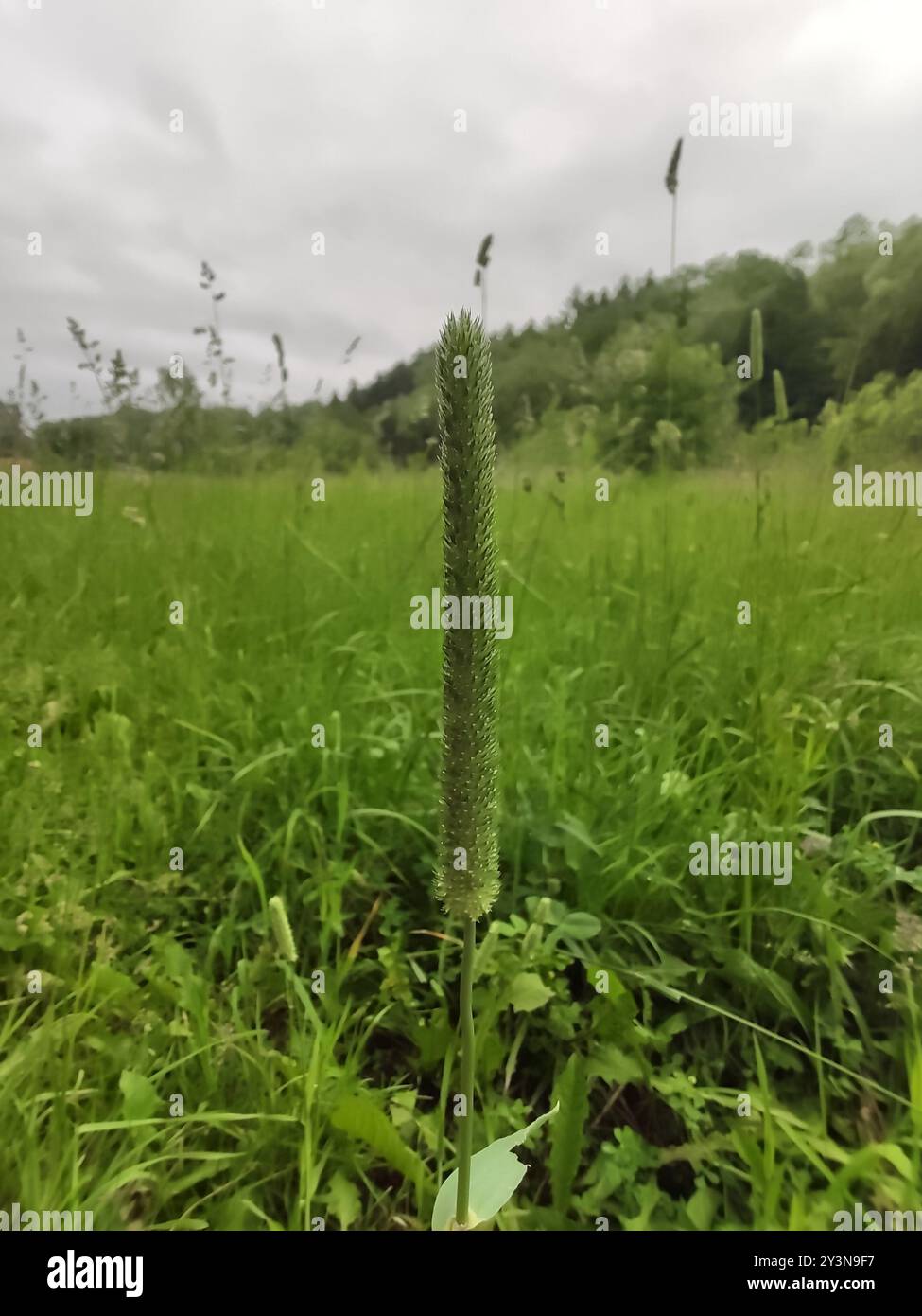 Timothy grass (Phleum pratense) Plantae Stock Photo - Alamy