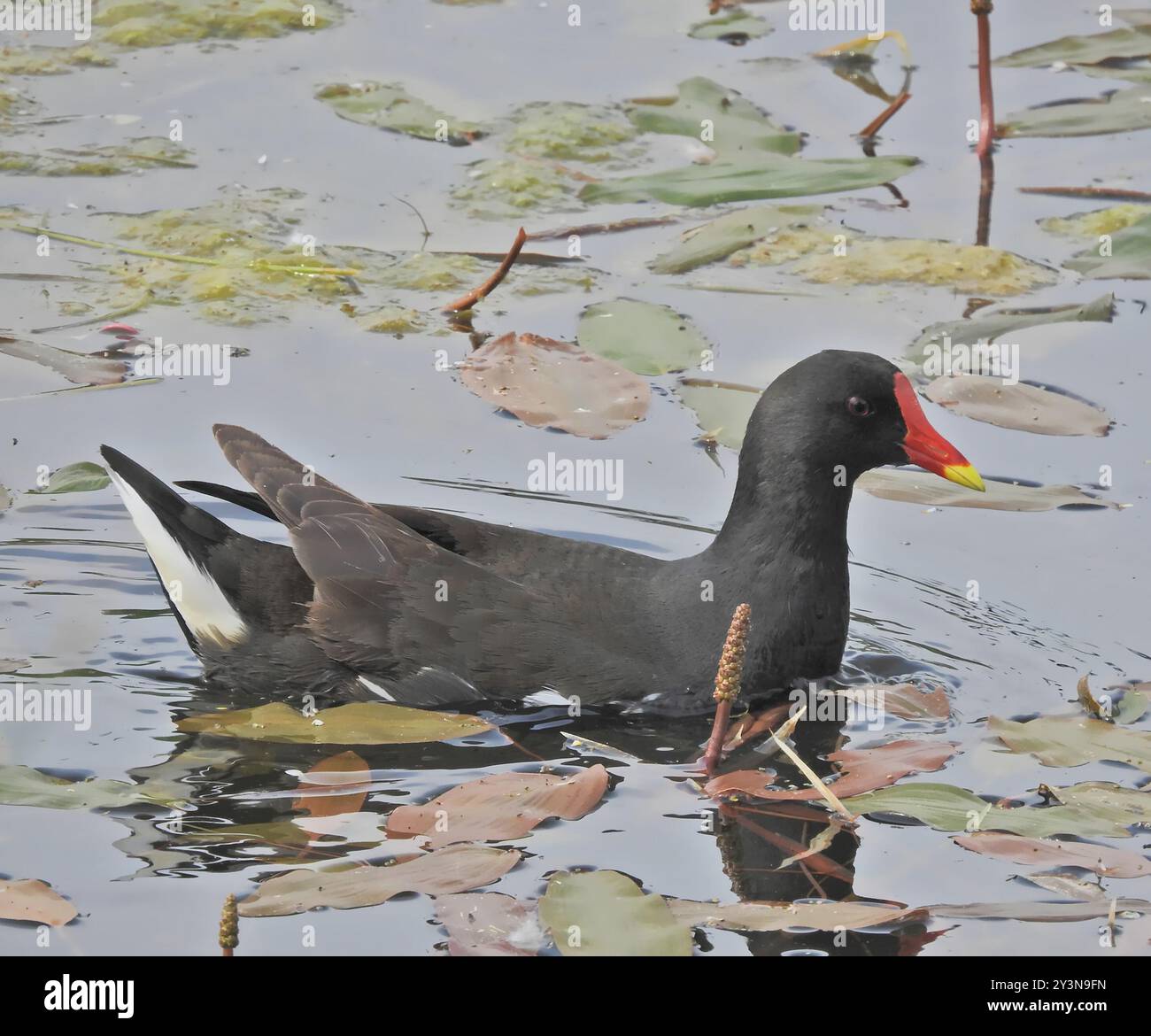 Common Moorhen (Gallinula chloropus) Aves Stock Photo - Alamy