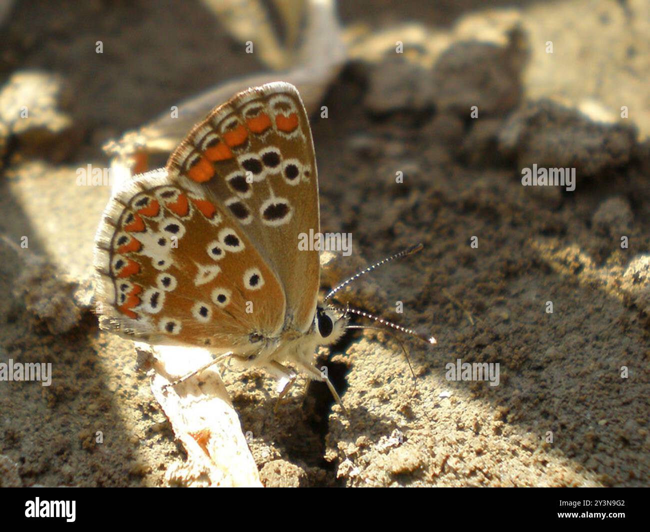 Southern Brown Argus (Aricia cramera) Insecta Stock Photo - Alamy