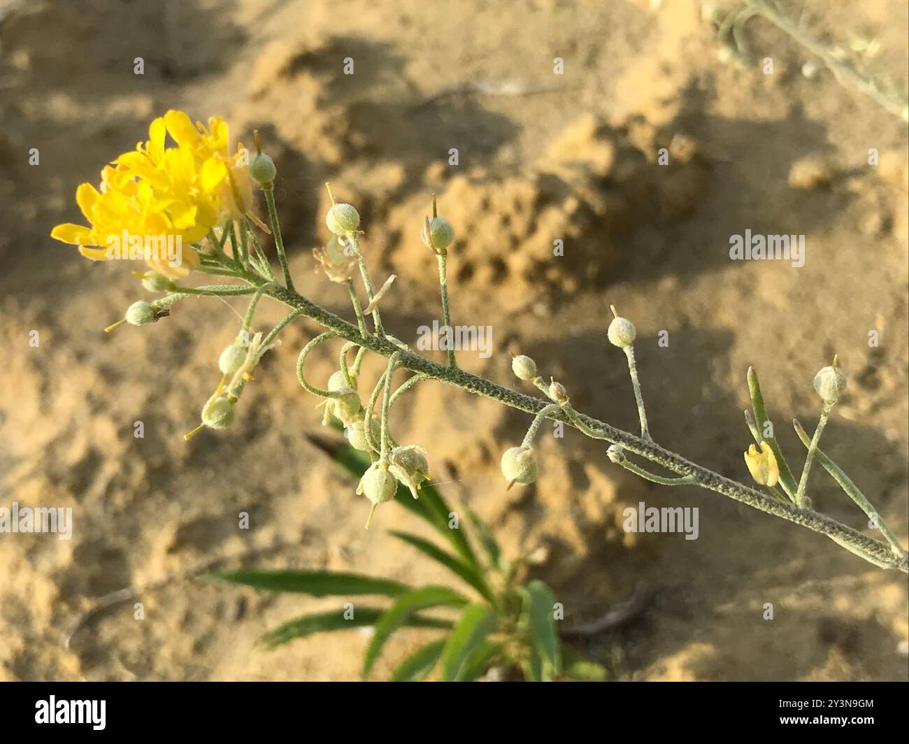 silver bladderpod (Physaria ludoviciana) Plantae Stock Photo - Alamy