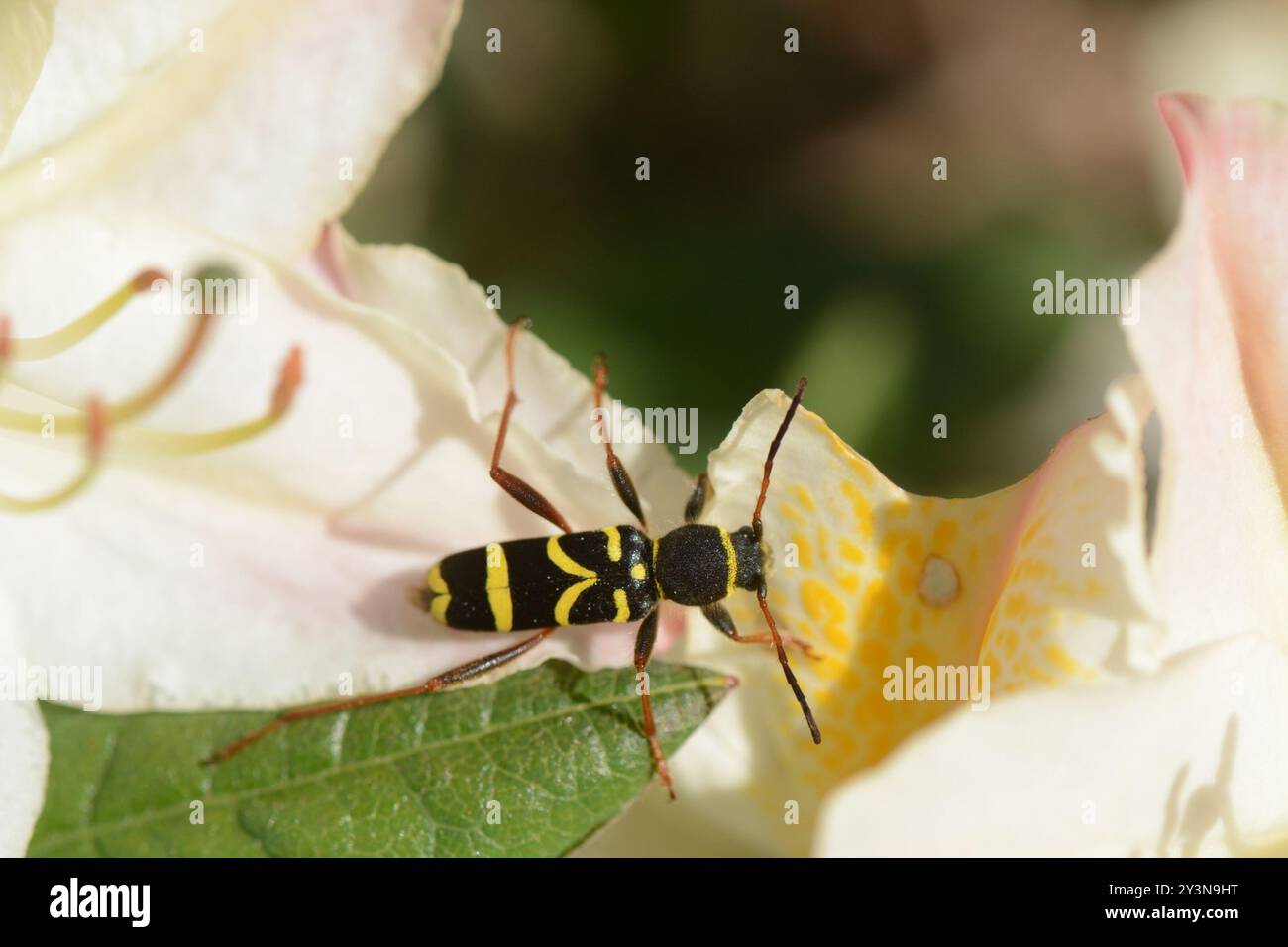 Wasp Beetle (Clytus arietis) Insecta Stock Photo - Alamy