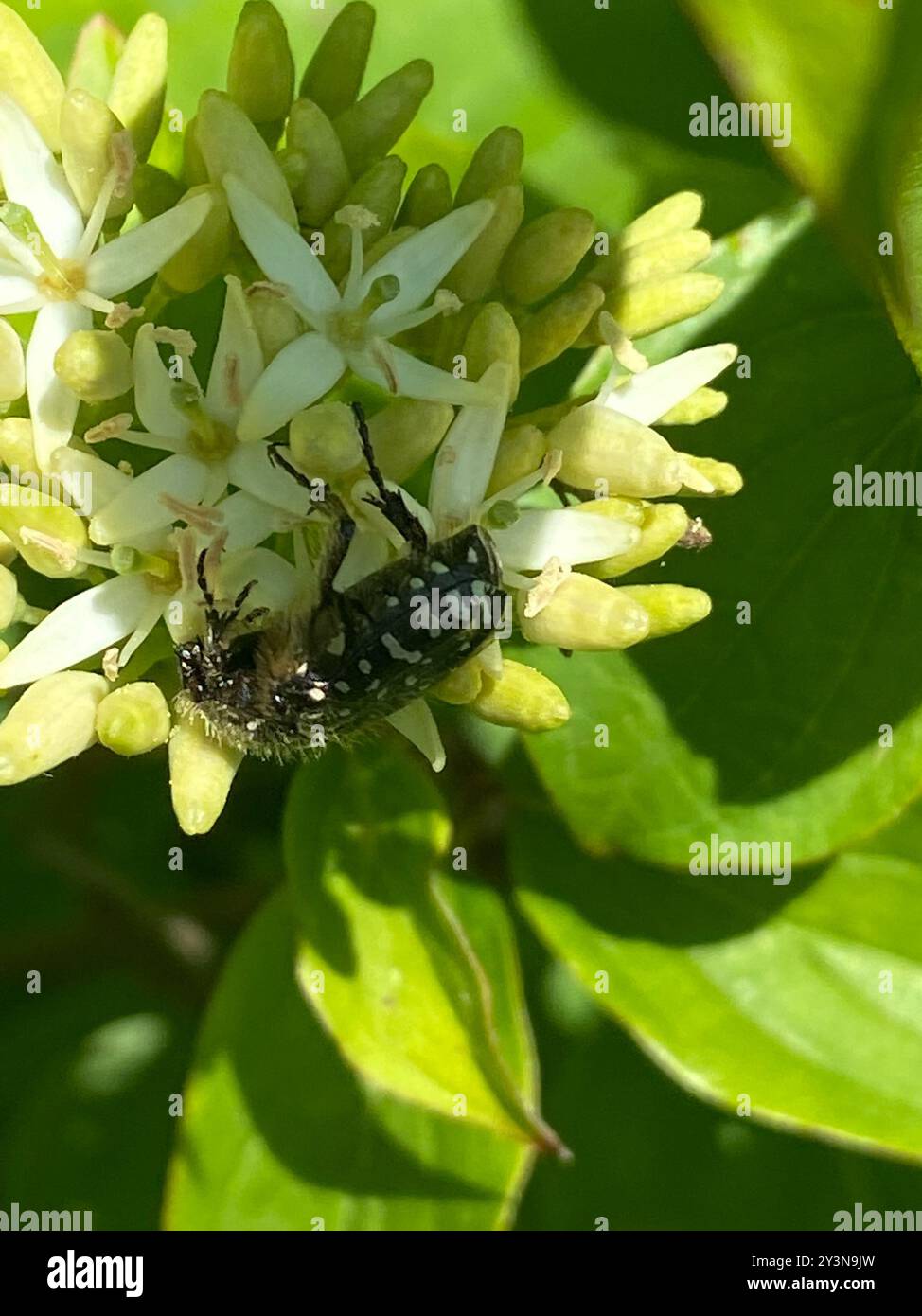 Mediterranean Spotted Chafer (Oxythyrea funesta) Insecta Stock Photo ...