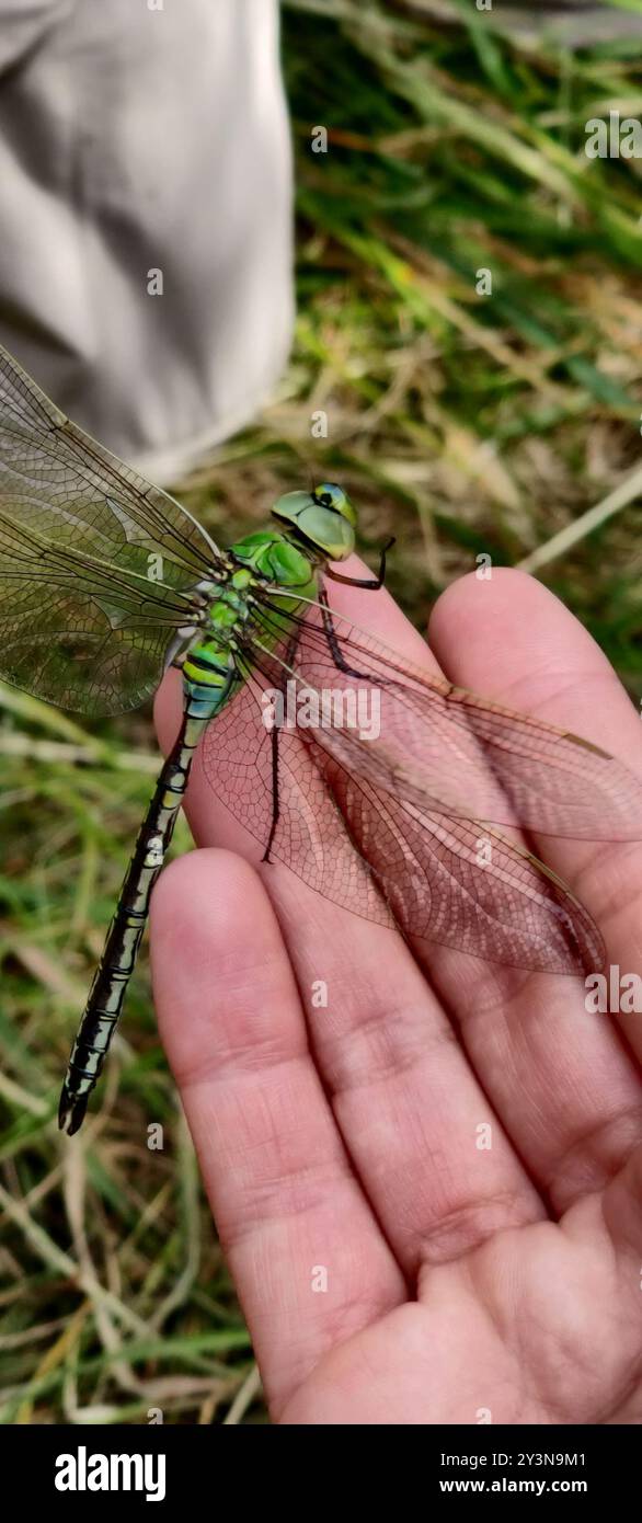 Blue Emperor (Anax imperator) Insecta Stock Photo - Alamy