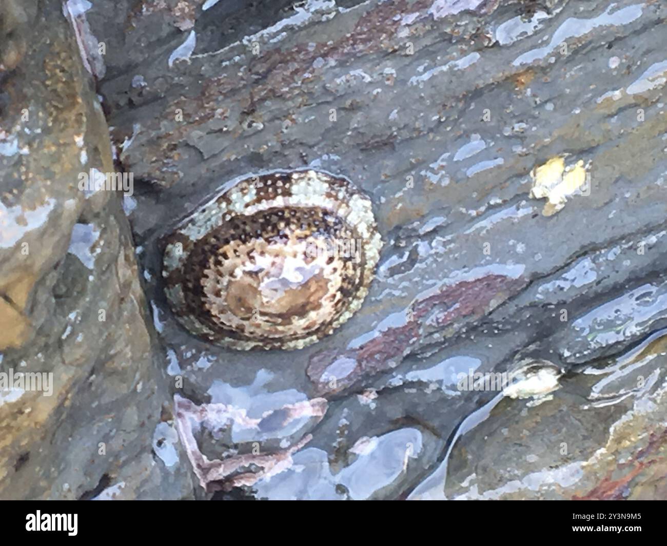 Indo-Pacific Limpets (Cellana) Mollusca Stock Photo - Alamy