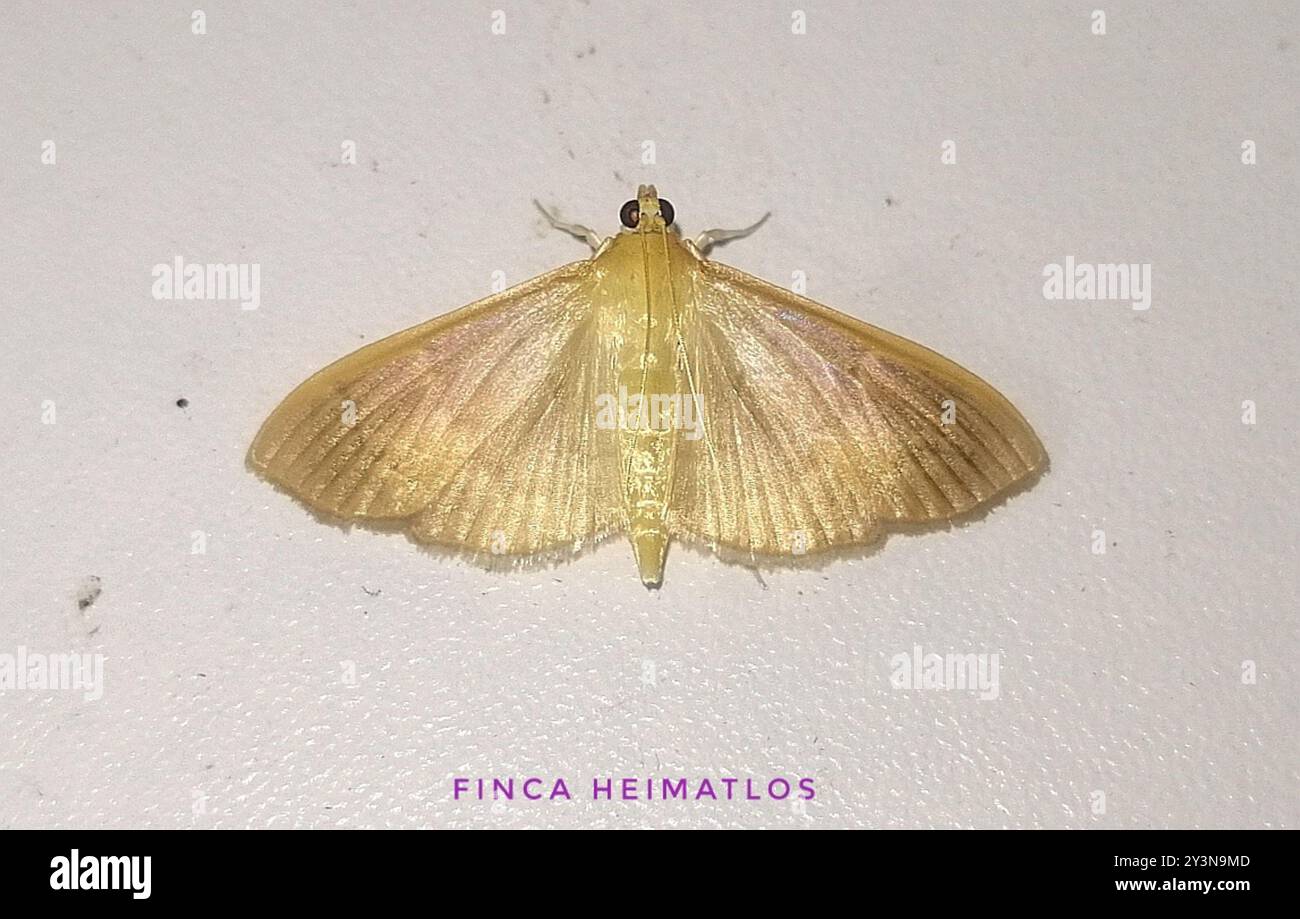 Pearl Moths (Spilomelinae) Insecta Stock Photo - Alamy