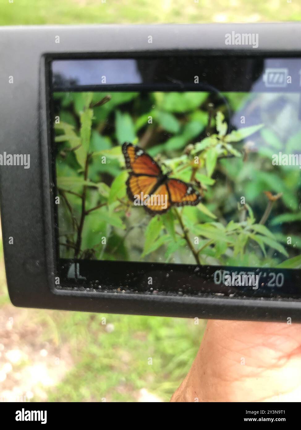 Viceroy (Limenitis archippus) Insecta Stock Photo - Alamy