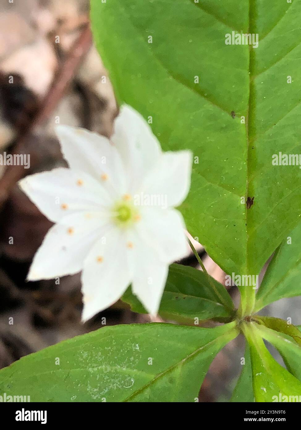 northern starflower (Lysimachia borealis) Plantae Stock Photo - Alamy