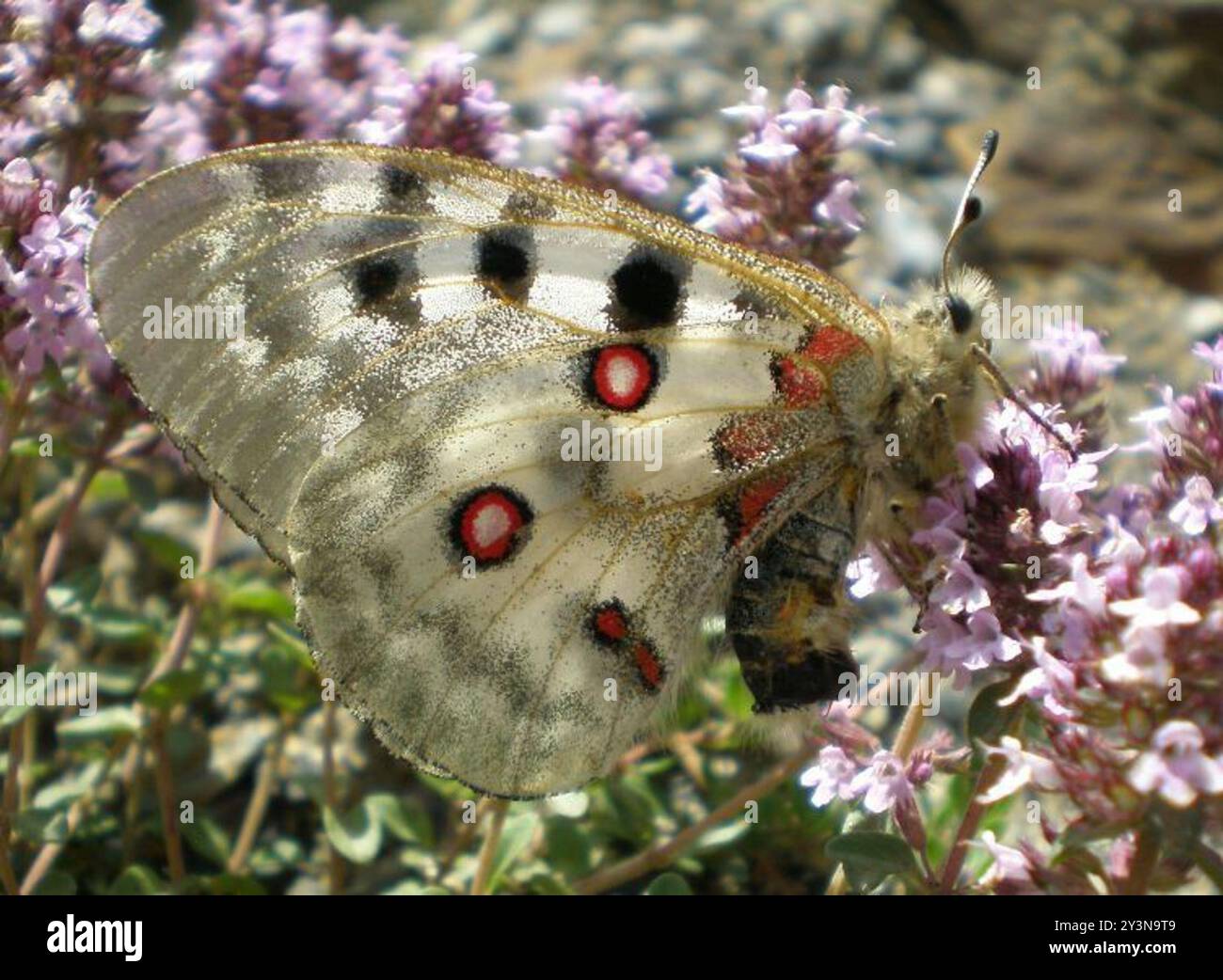Apollo (Parnassius apollo) Insecta Stock Photo - Alamy