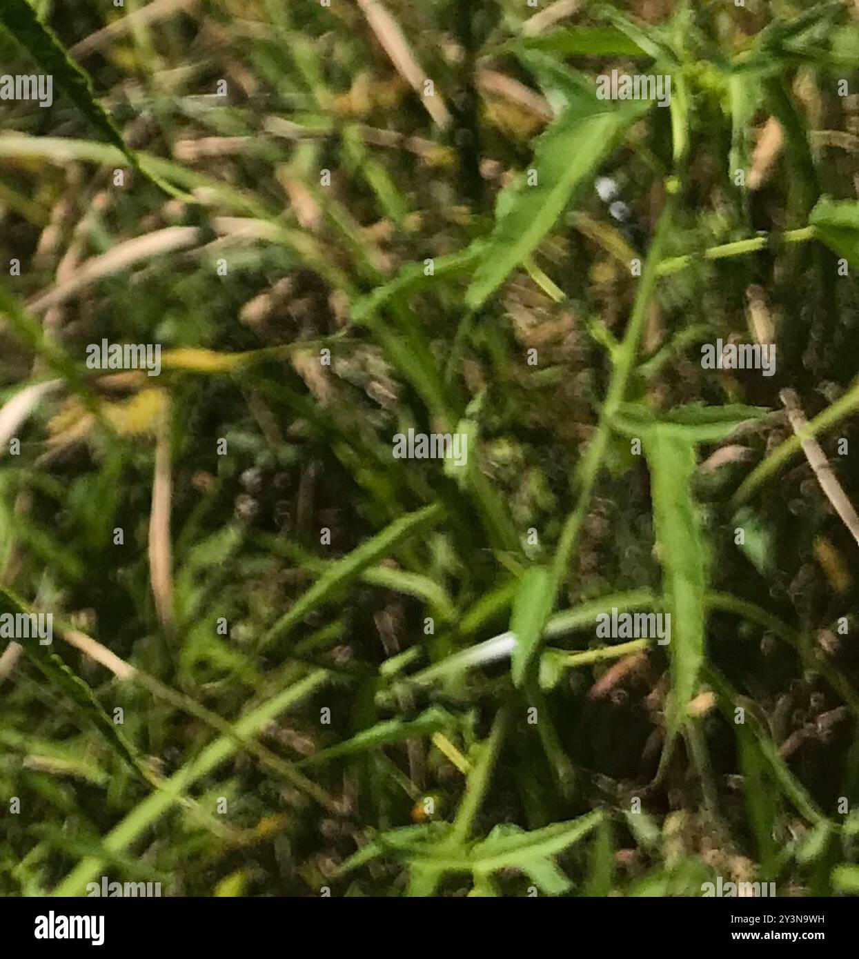 Halberd-leaf Rosemallow (Hibiscus laevis) Plantae Stock Photo - Alamy