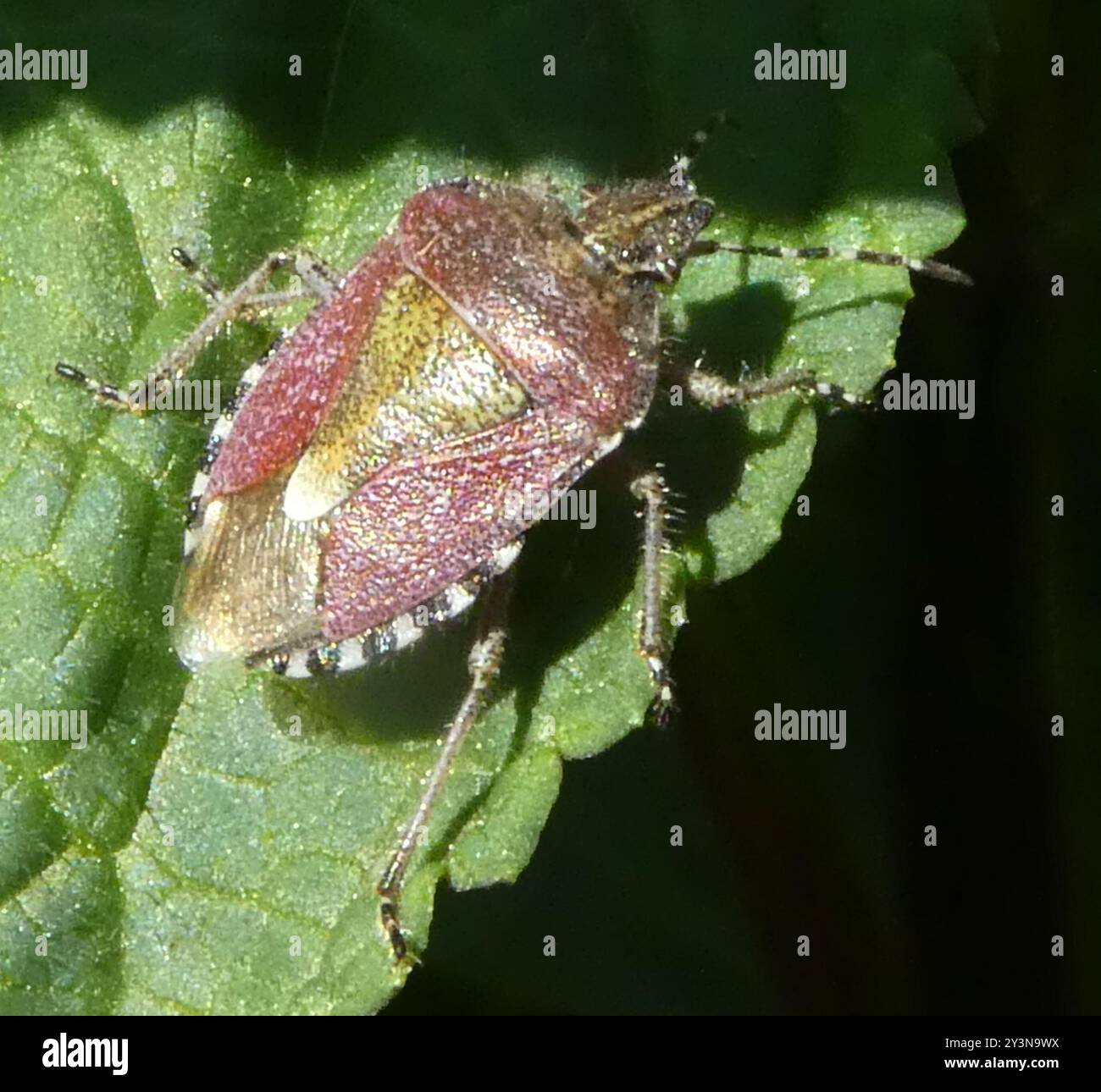 Sloe Bug (Dolycoris baccarum) Insecta Stock Photo - Alamy