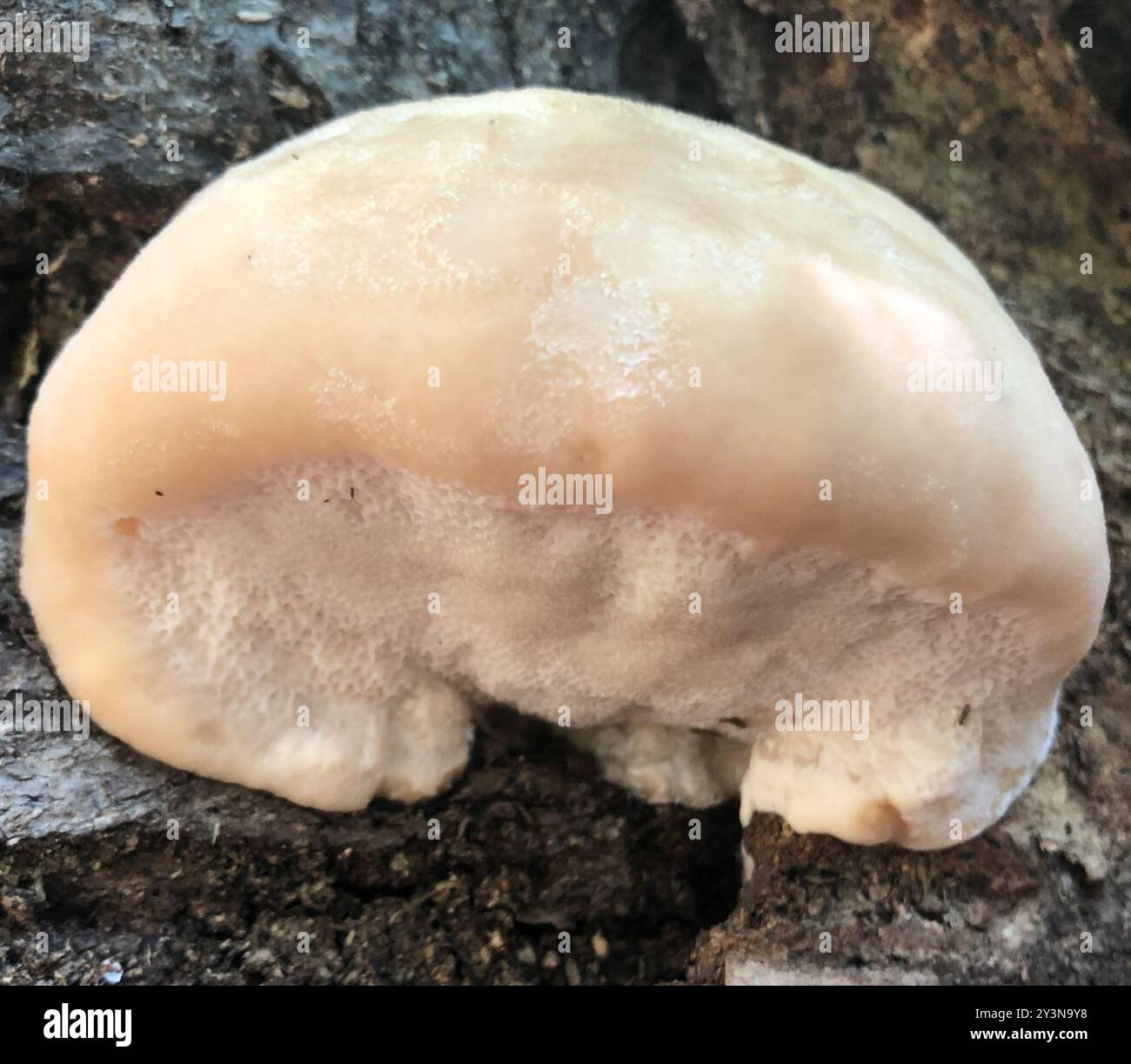 green cheese polypore (Fomitopsis spraguei) Fungi Stock Photo - Alamy