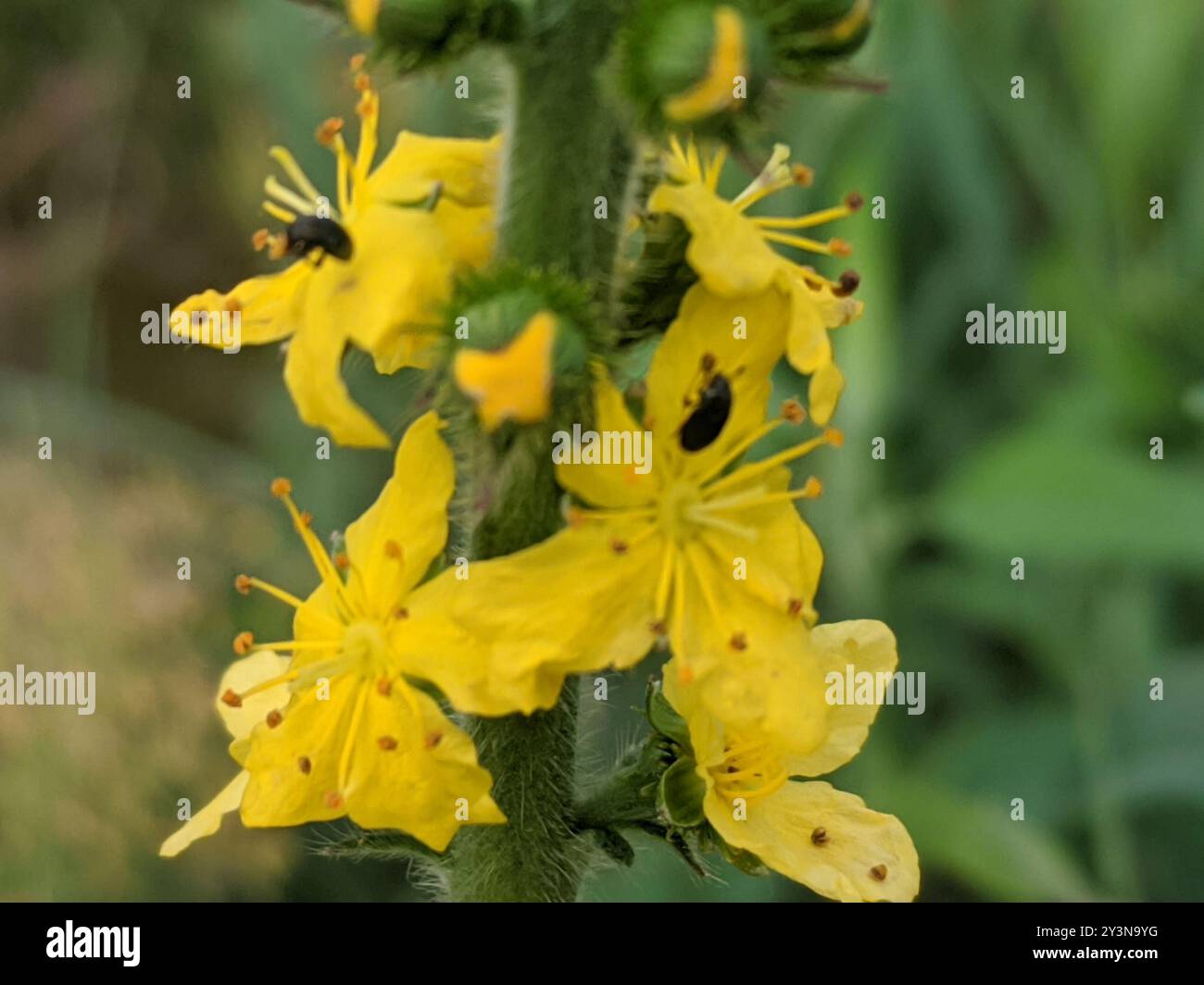 common agrimony (Agrimonia eupatoria) Plantae Stock Photo - Alamy