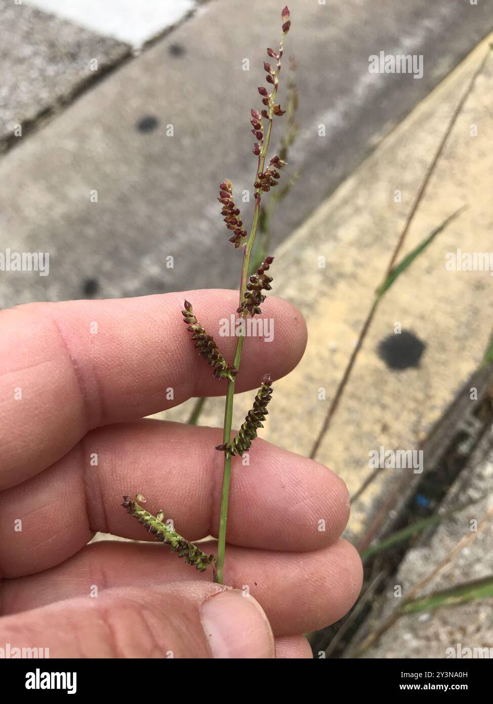 Jungle Rice (Echinochloa colonum) Plantae Stock Photo - Alamy