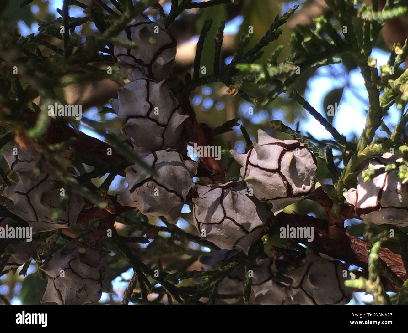 cedar of Goa (Hesperocyparis lusitanica) Plantae Stock Photo - Alamy