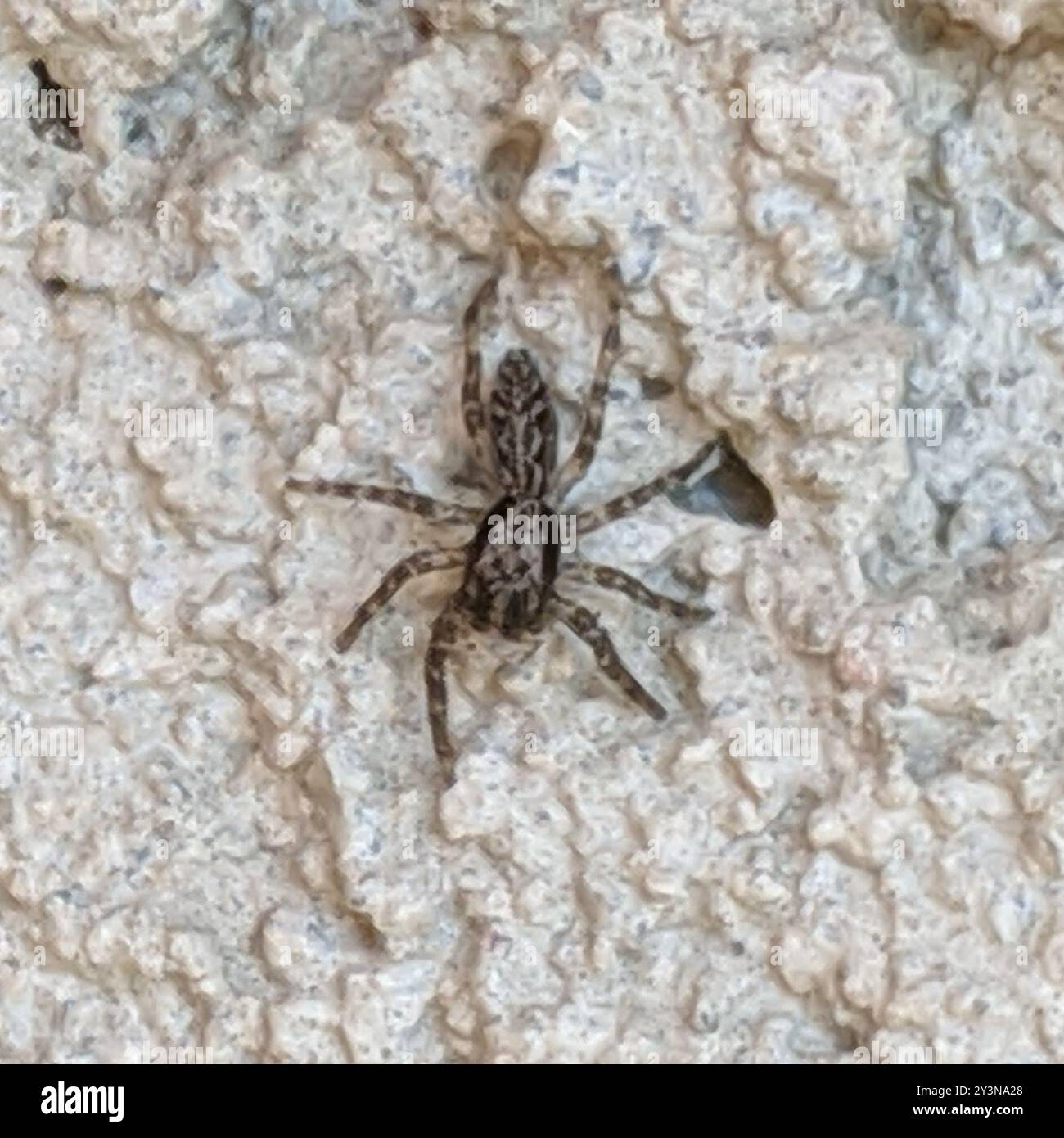 California Flattened Jumping Spider (Platycryptus californicus ...