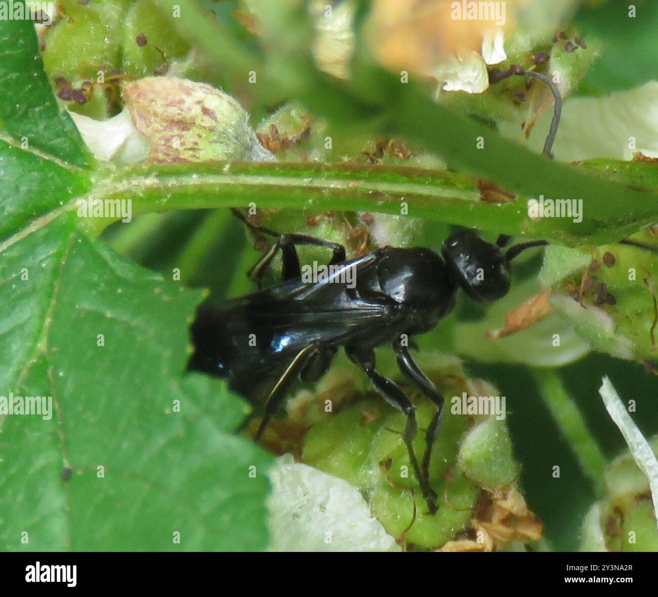 Spider Wasps (Pompilidae) Insecta Stock Photo - Alamy