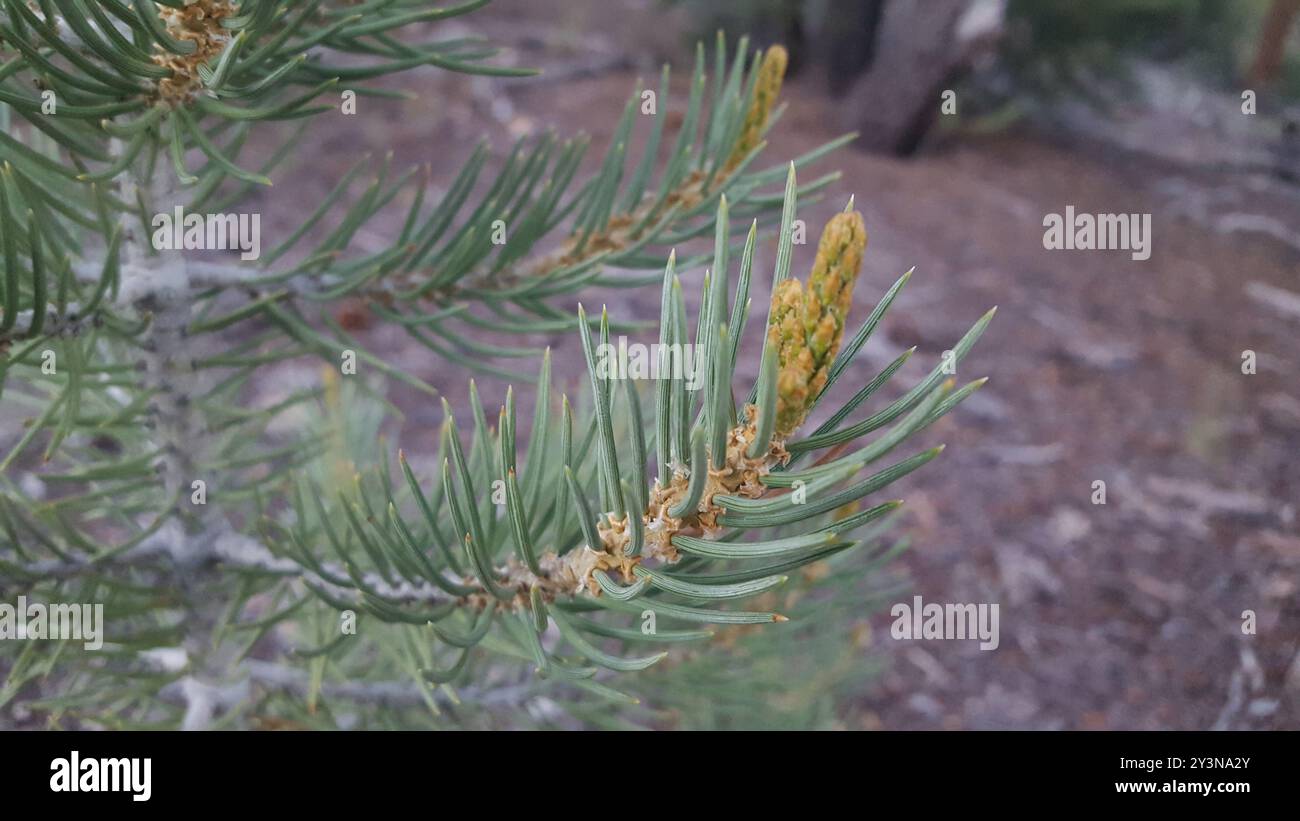 singleleaf pinyon (Pinus monophylla) Plantae Stock Photo - Alamy