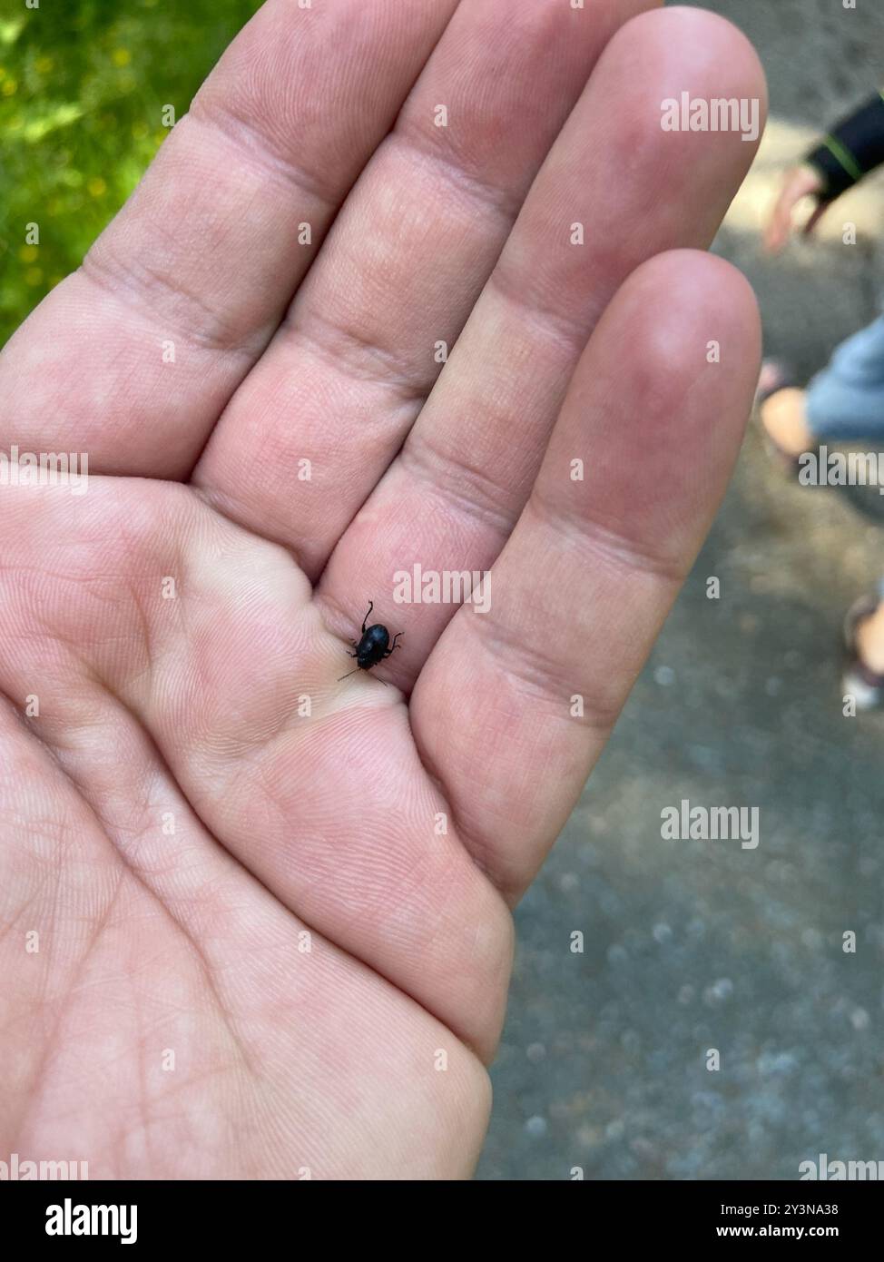 Western Grape Rootworm (Bromius obscurus) Insecta Stock Photo - Alamy