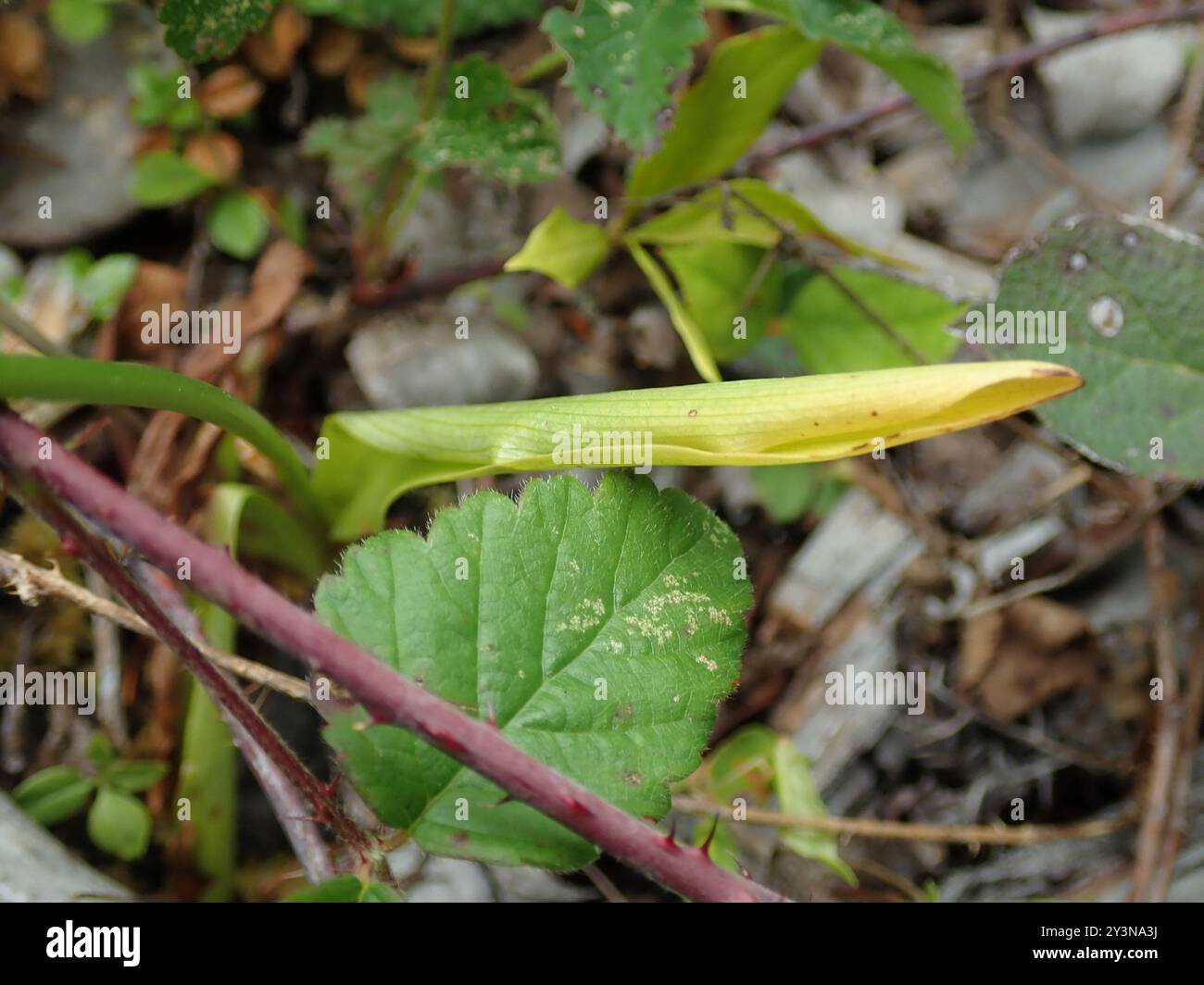 Whiteflower Rein Orchid (Platanthera ephemerantha) Plantae Stock Photo ...